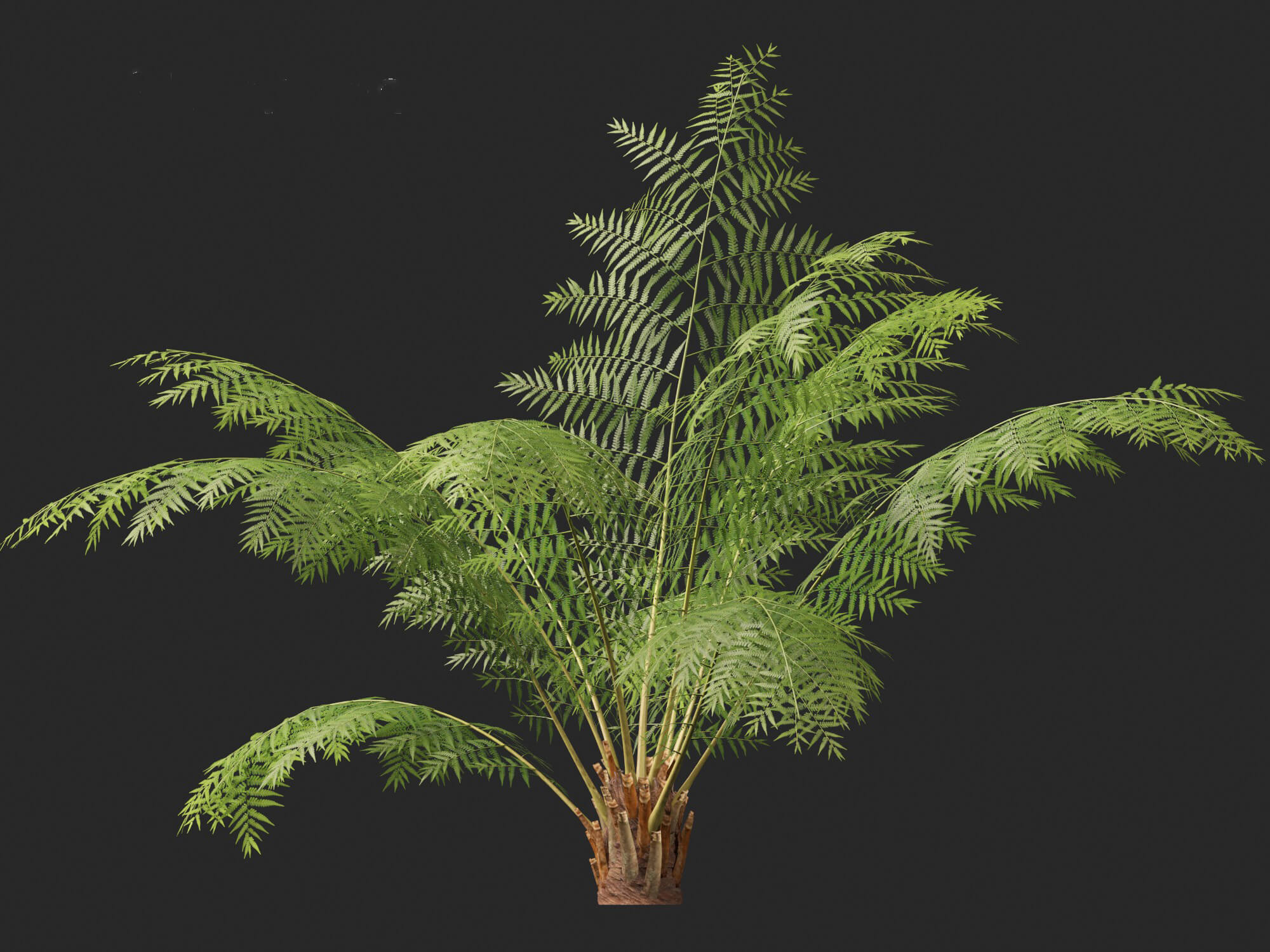 Dicksonia Antarctica - Soft Tree Fern 3D Model by 3dgardenplants