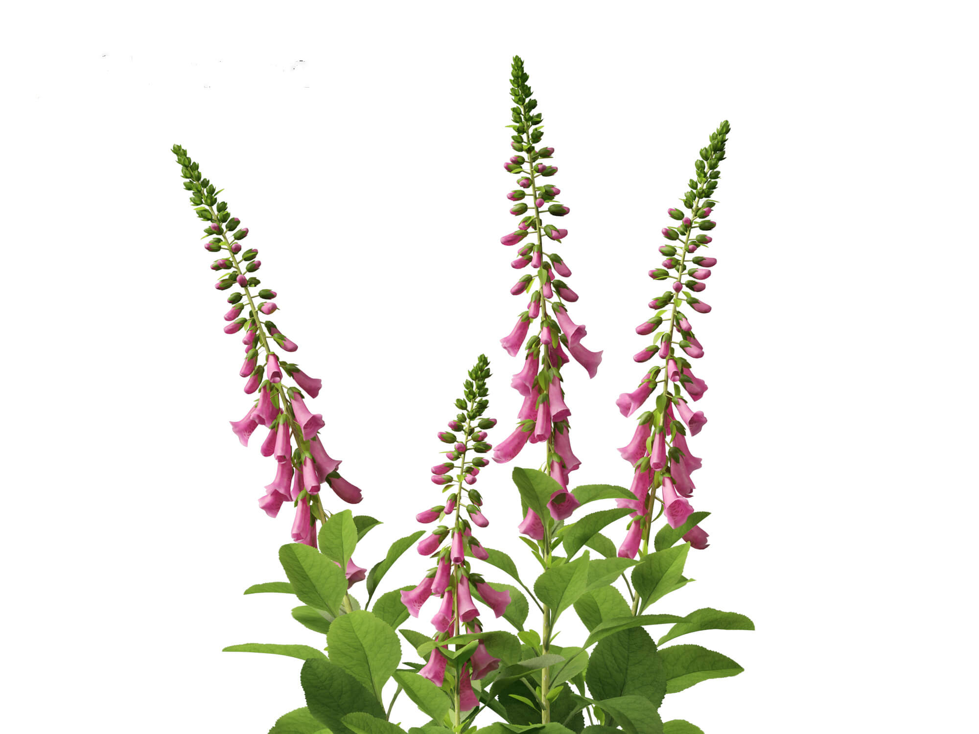 Digitalis Purpurea - Foxglove 3D Model by 3dgardenplants