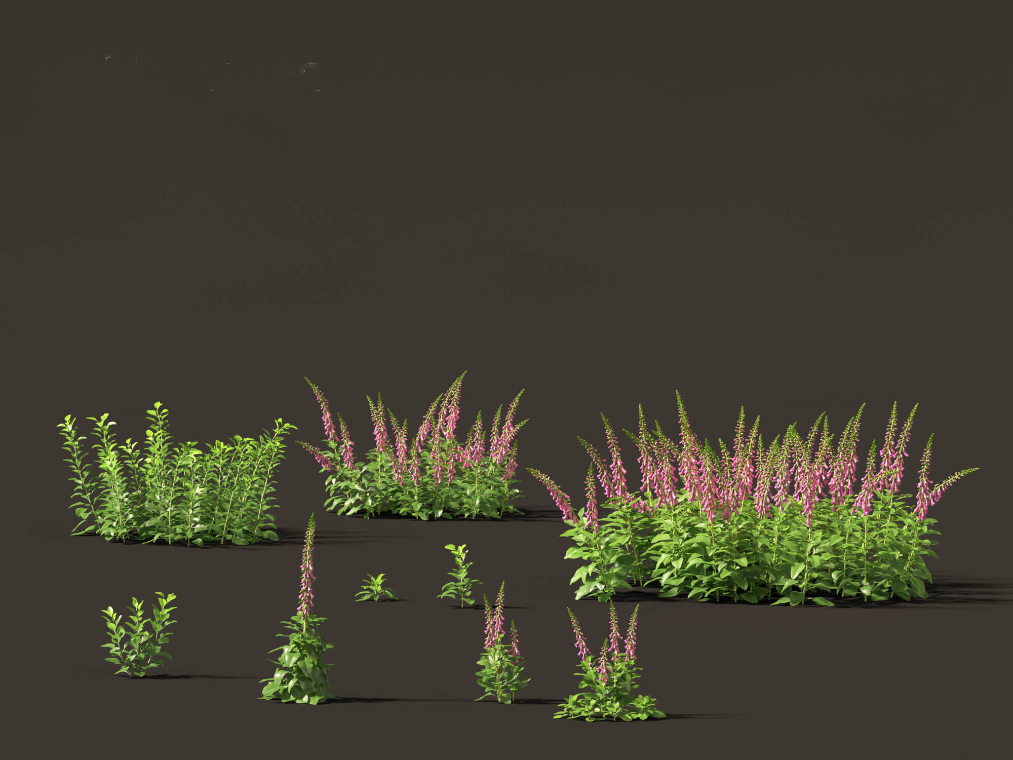 Digitalis Purpurea - Foxglove 3D Model by 3dgardenplants