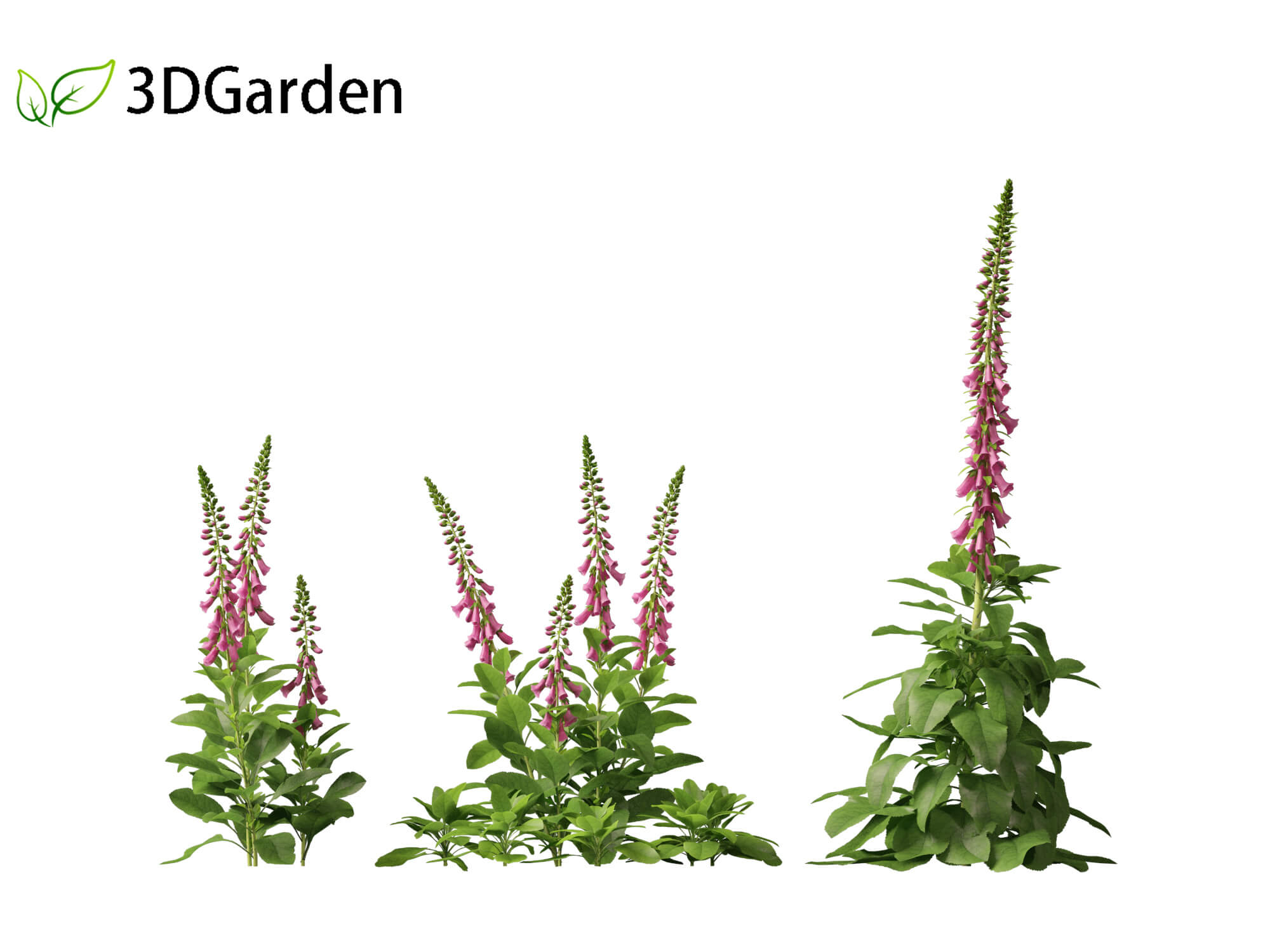 Digitalis Purpurea - Foxglove 3D Model by 3dgardenplants