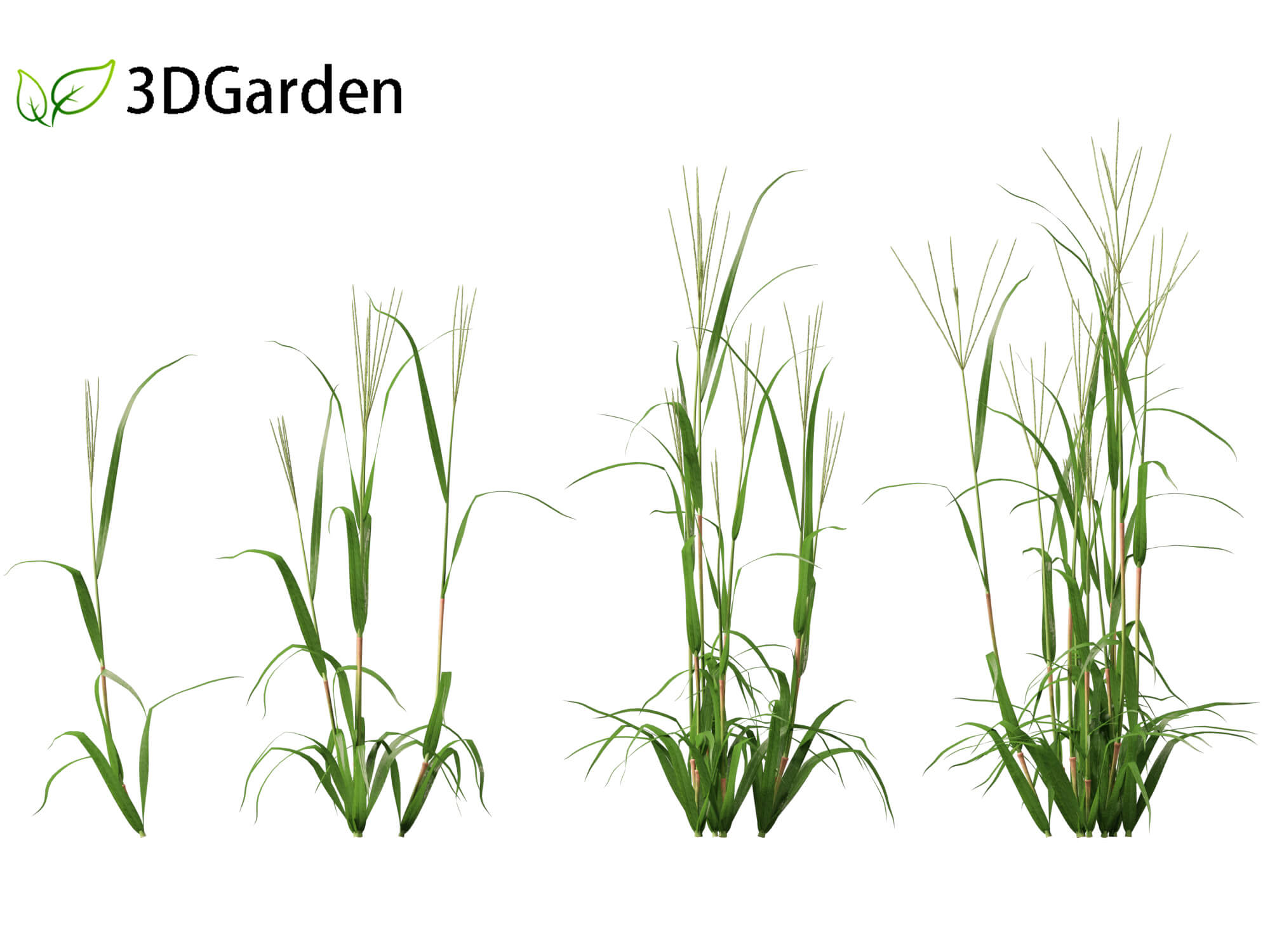 Digitaria Ciliaris - Fingergrass 3D Model by 3dgardenplants