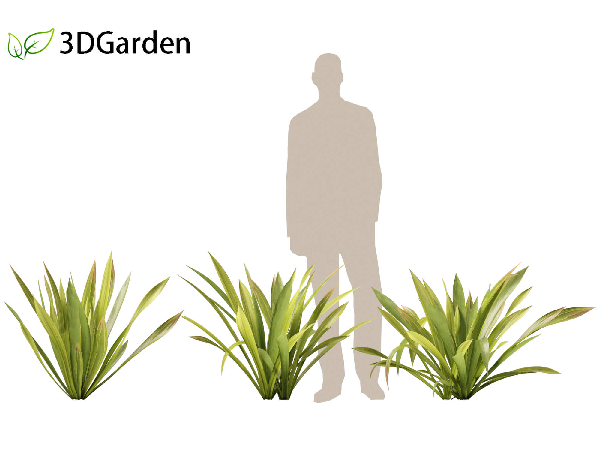 Doryanthes Excelsa – Gymea Lily - 3D Model by 3dgardenplants