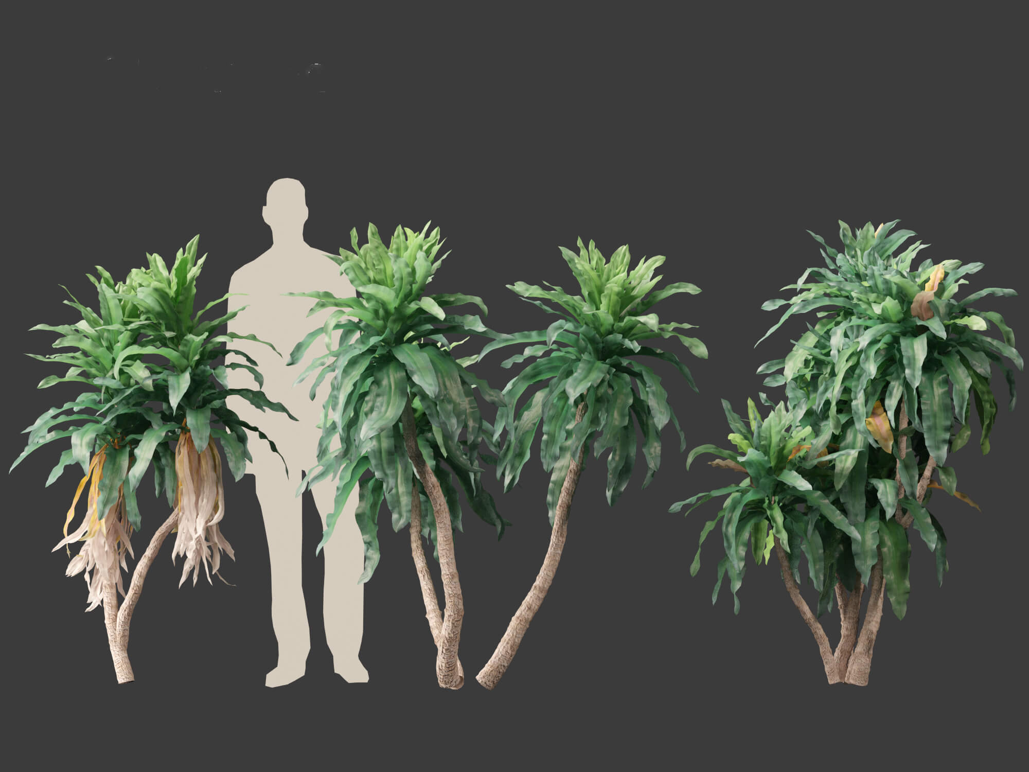 Dracaena Aletriformis – The Large-Leaved Dragon Tree 3D Model by ...