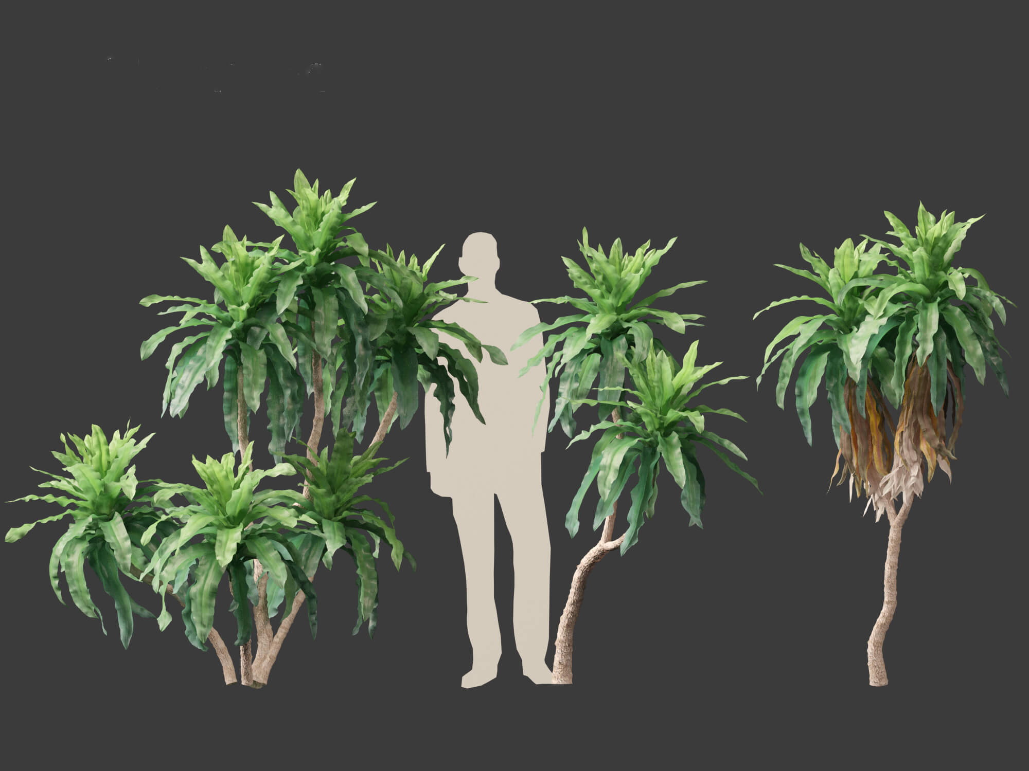 Dracaena Aletriformis – The Large-Leaved Dragon Tree 3D Model by ...