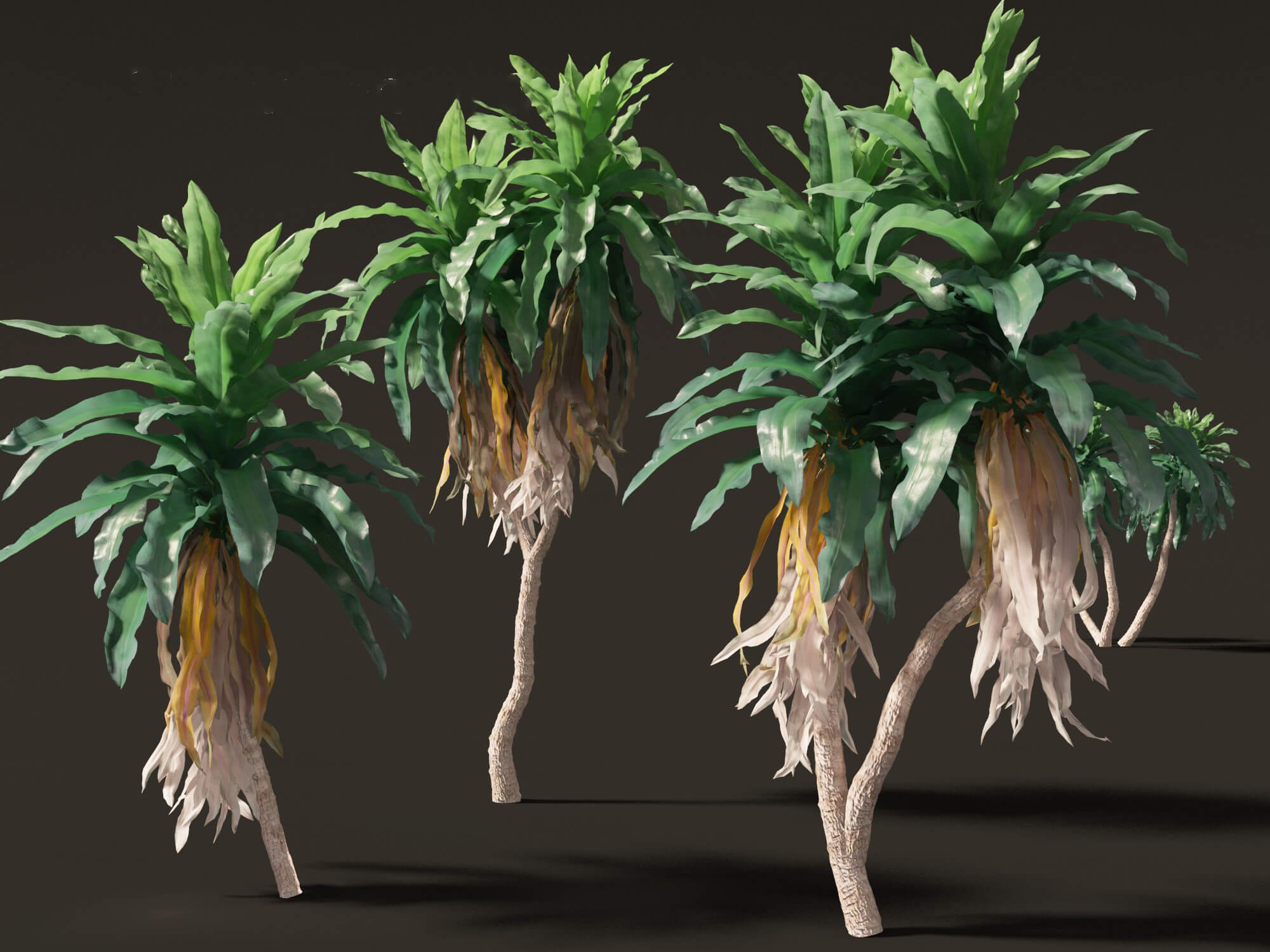 Dracaena Aletriformis – The Large-Leaved Dragon Tree 3D Model by ...