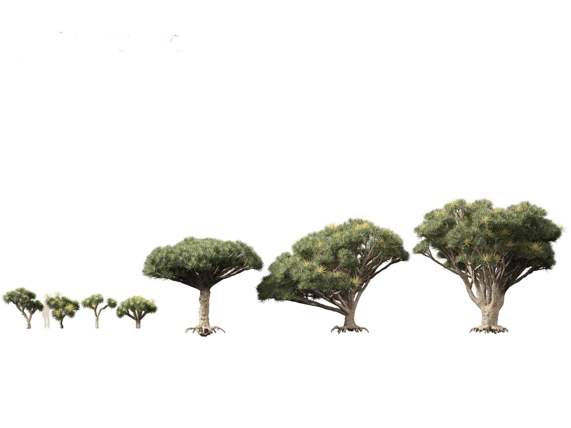 Dracaena Draco - Dragon Tree 3D Model by 3dgardenplants