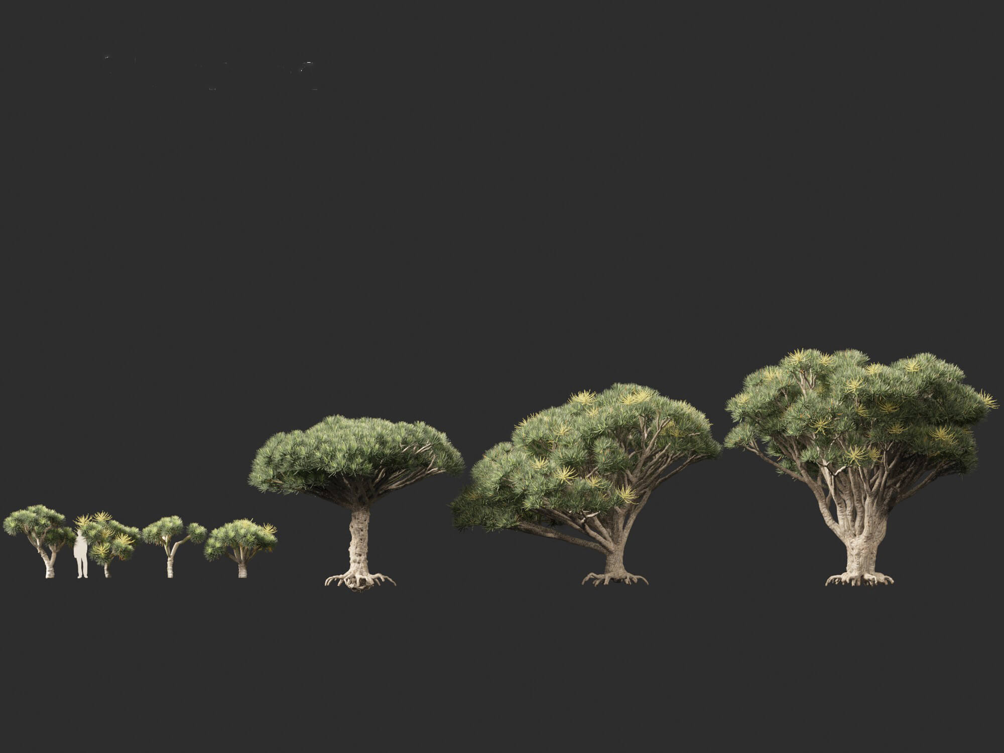 Dracaena Draco - Dragon Tree 3D Model by 3dgardenplants