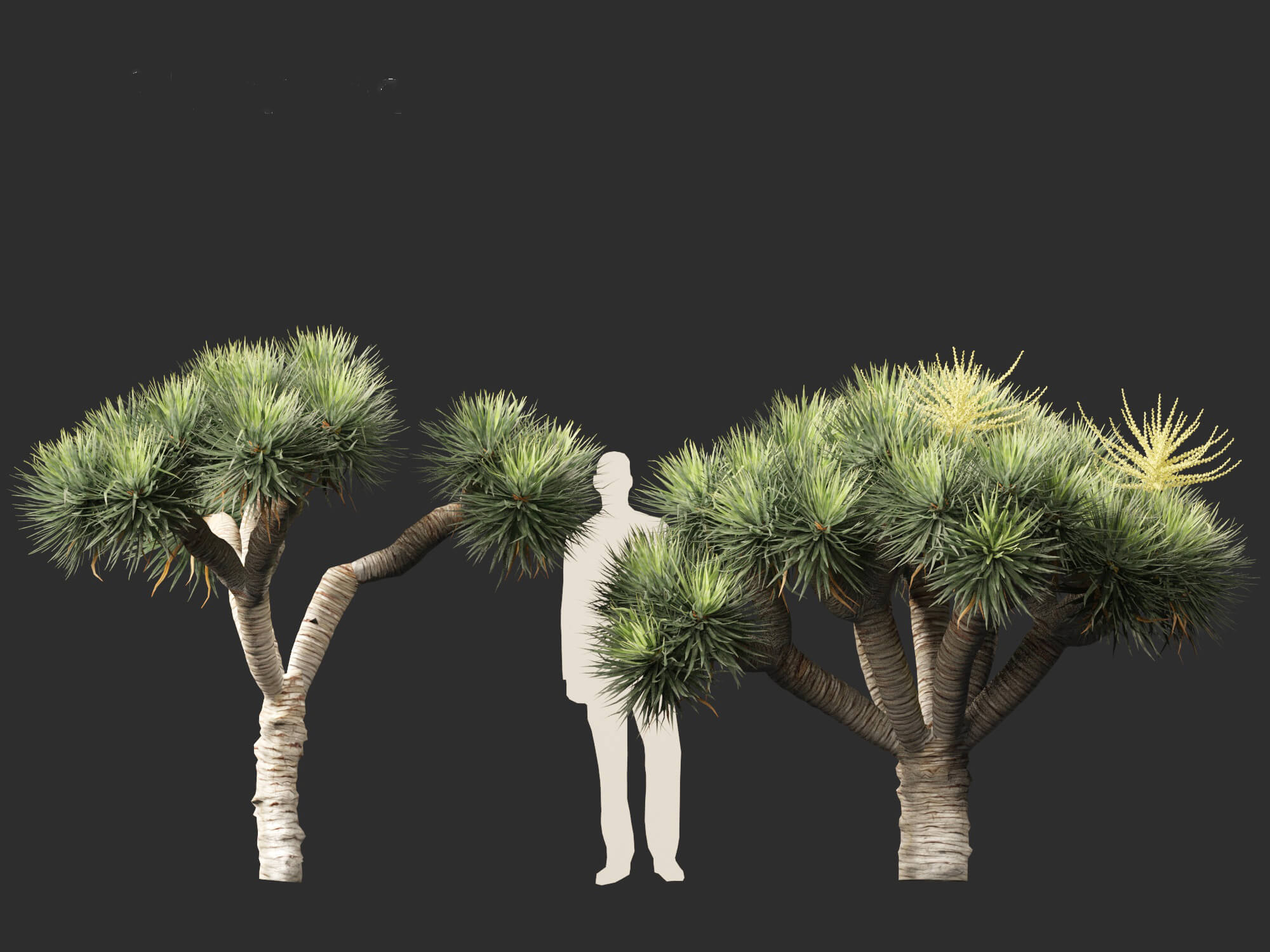 Dracaena Draco - Dragon Tree 3D Model by 3dgardenplants