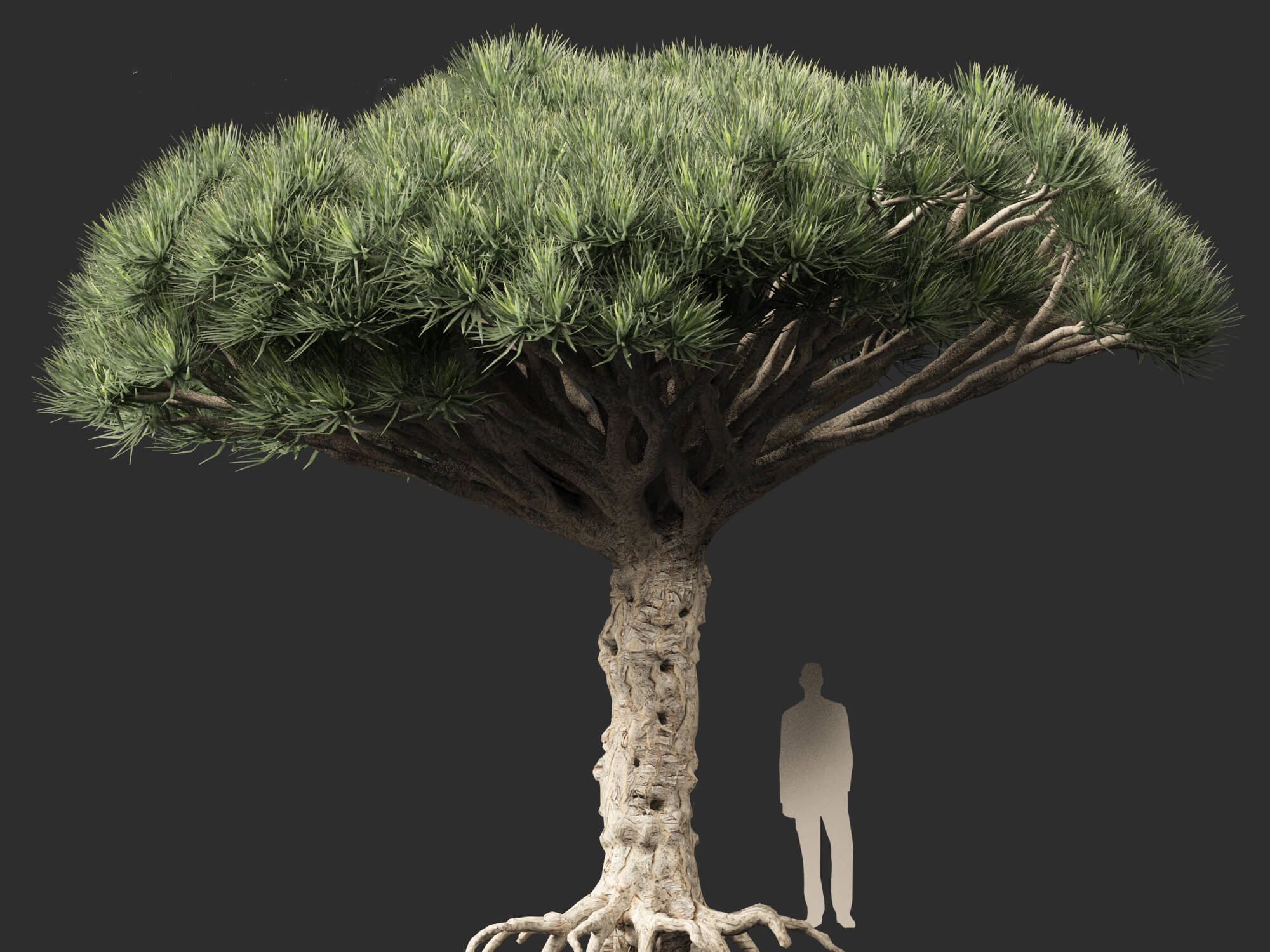 Dracaena Draco - Dragon Tree 3D Model by 3dgardenplants