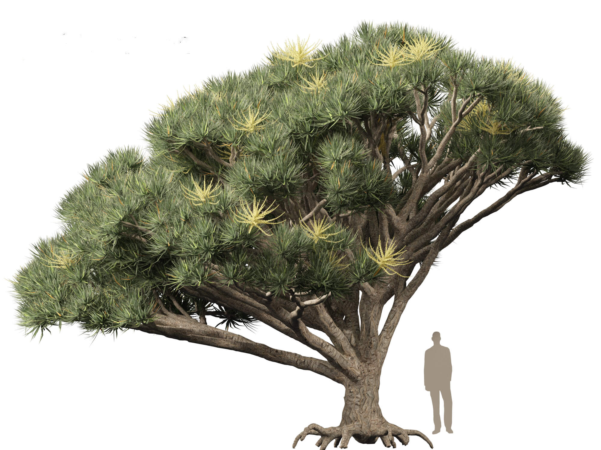 Dracaena Draco - Dragon Tree 3D Model by 3dgardenplants