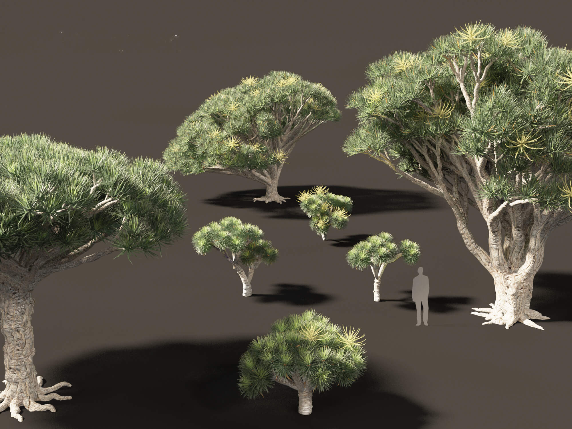 Dracaena Draco - Dragon Tree 3D Model by 3dgardenplants