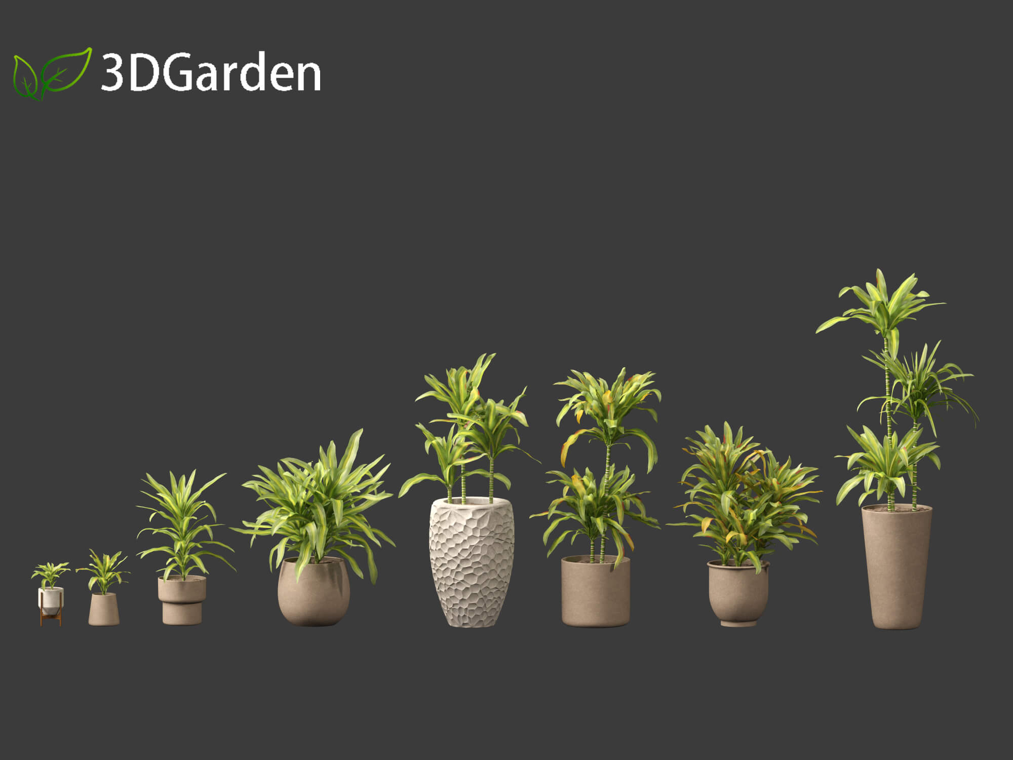 Dracaena Fragrans - Striped Dracaena 02 3D Model by 3dgardenplants