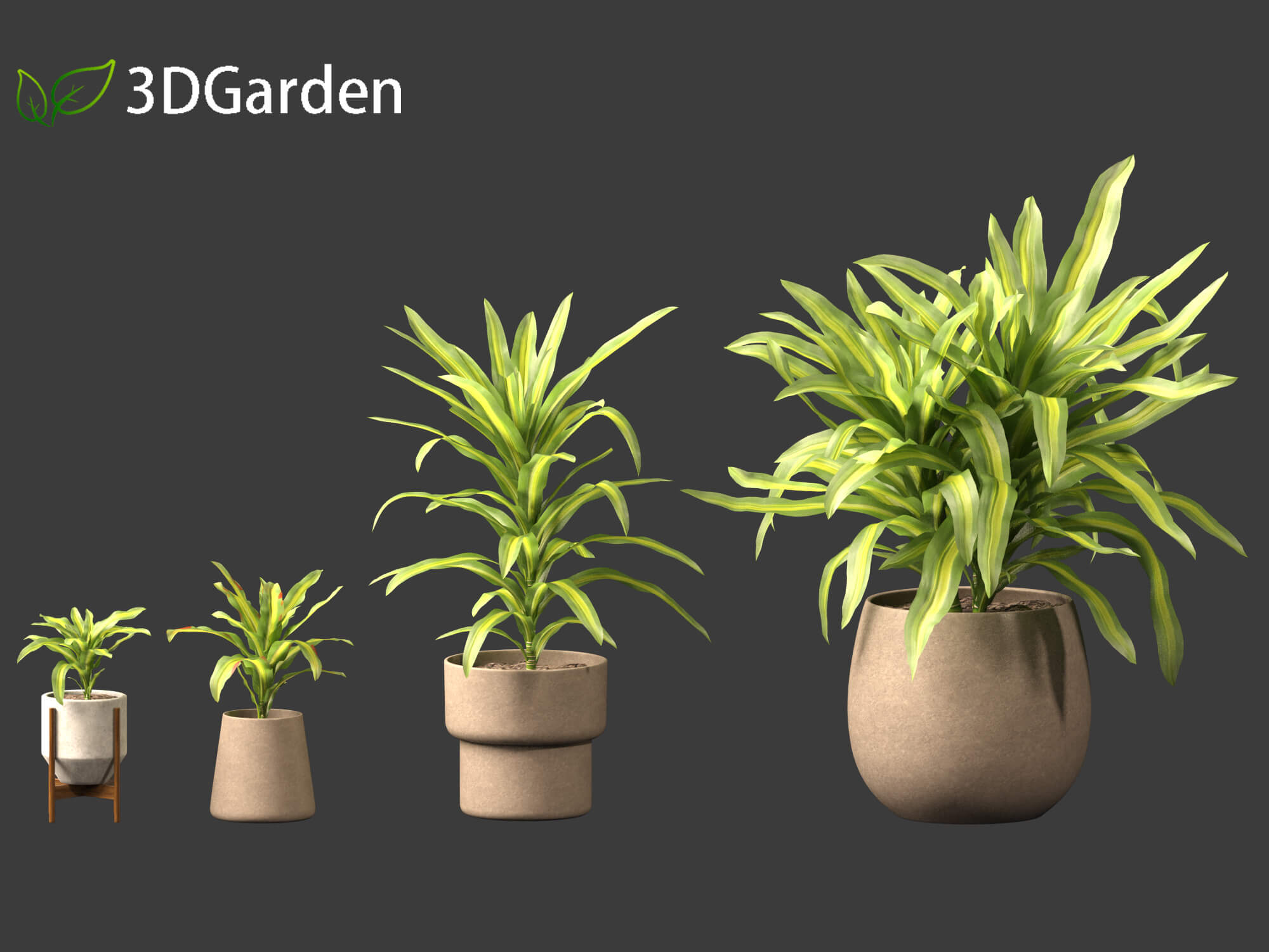Dracaena Fragrans - Striped Dracaena 02 3D Model by 3dgardenplants