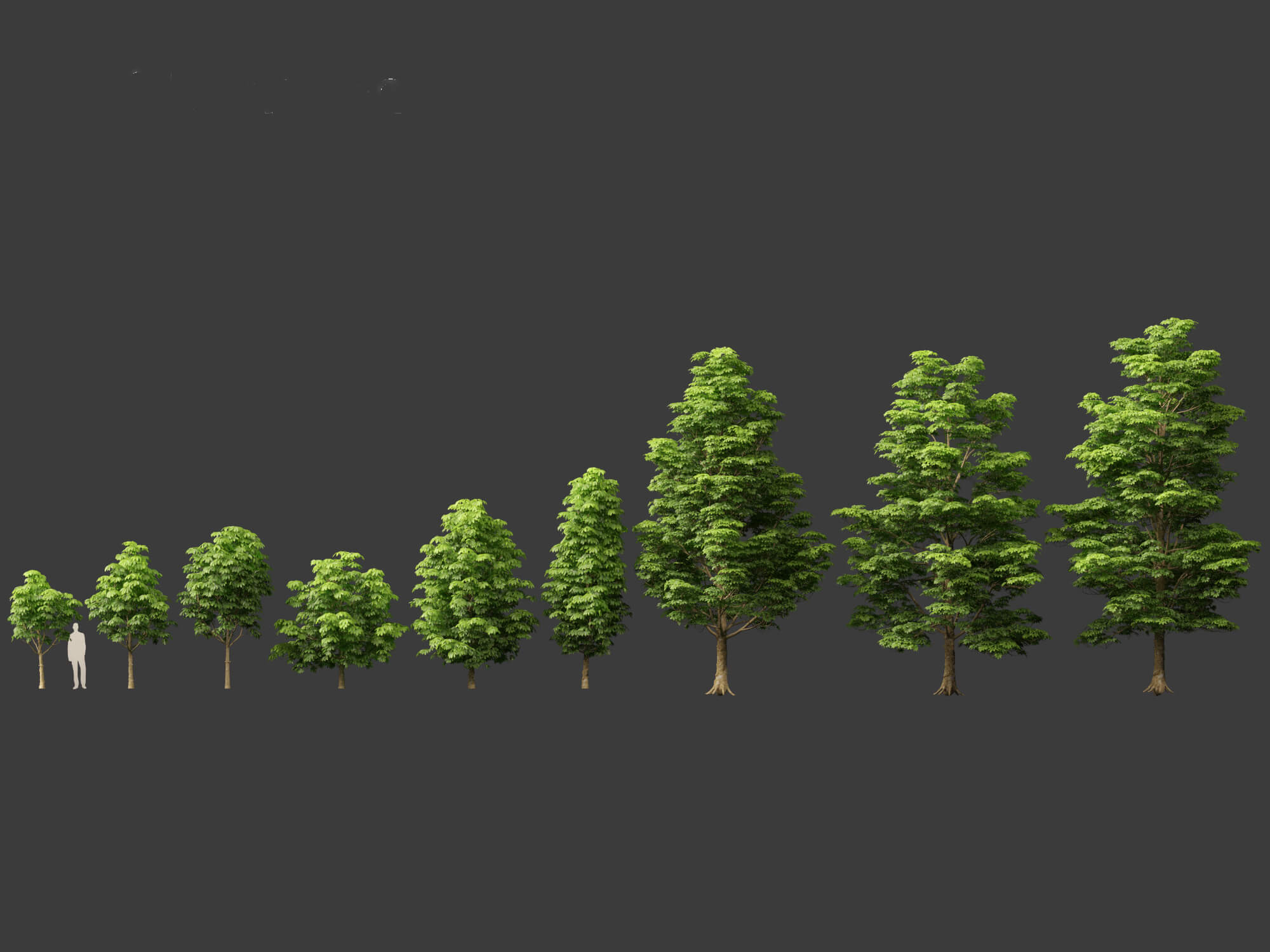 Dyera Costulata - Jelutong 3D Model by 3dgardenplants