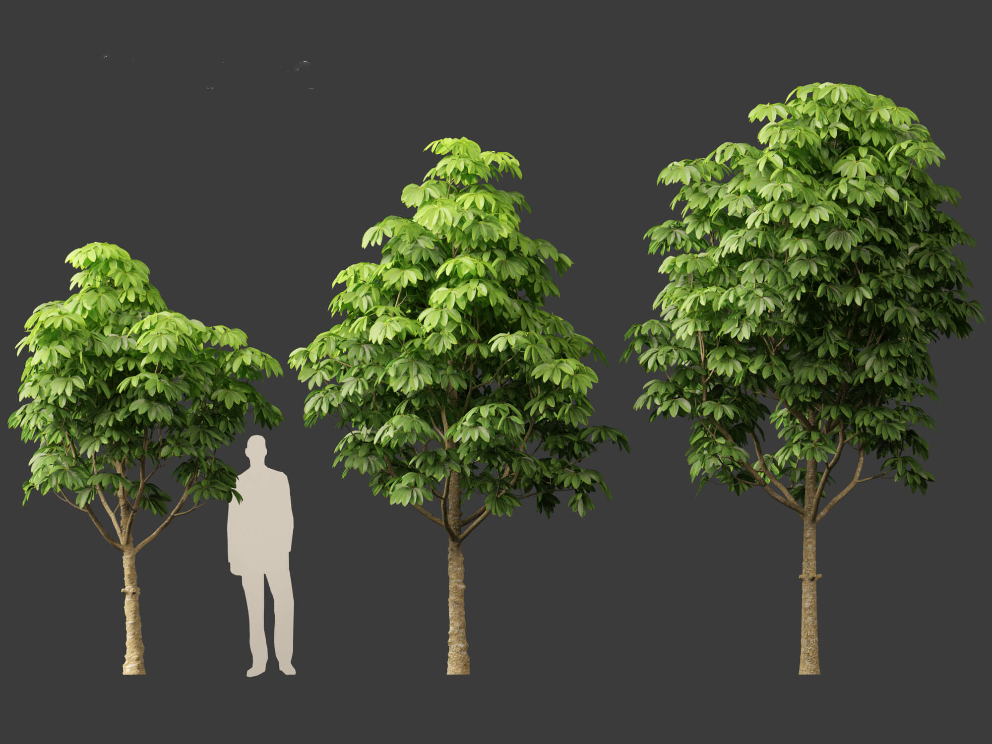 Dyera Costulata - Jelutong 3D Model by 3dgardenplants