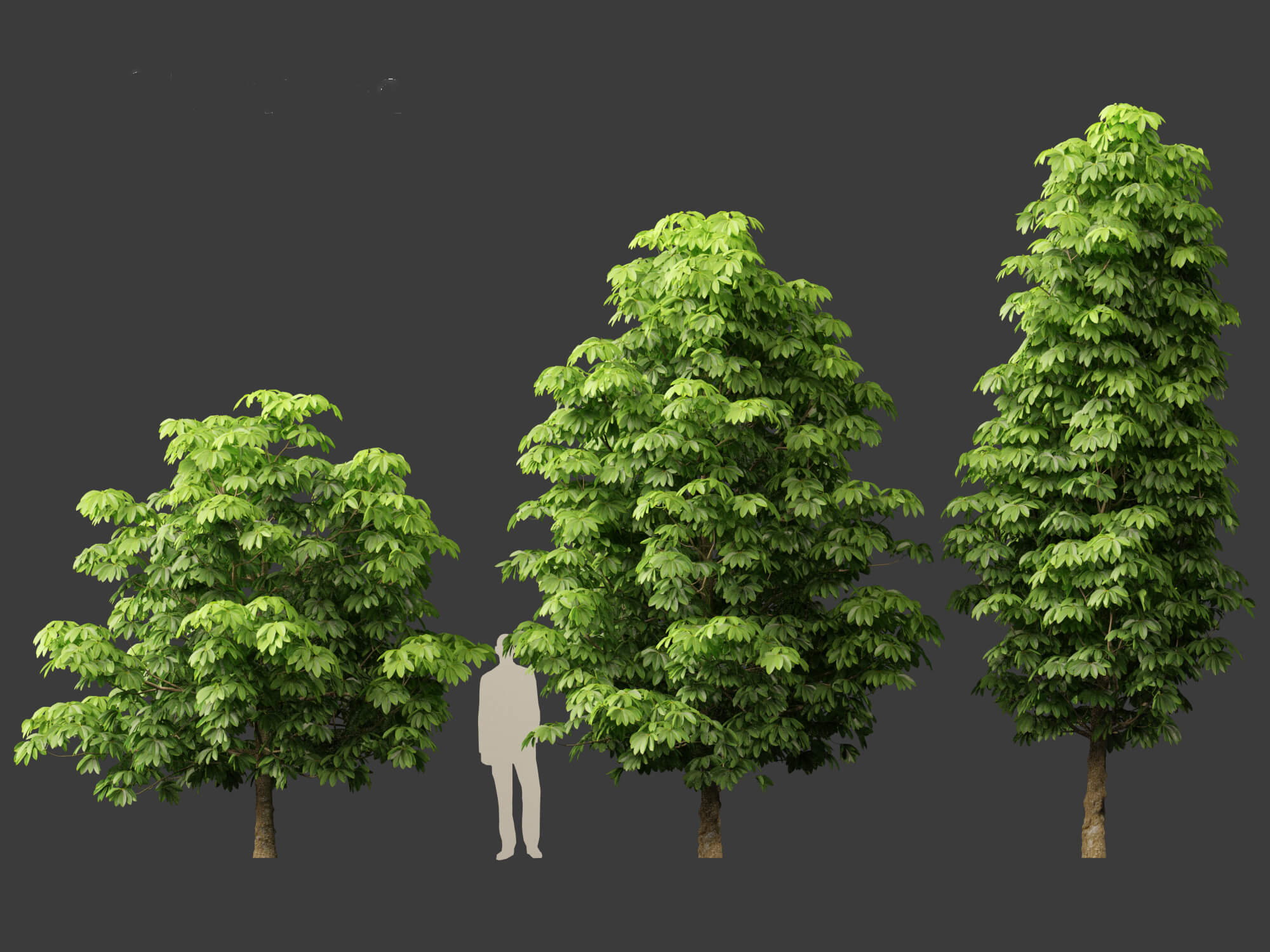 Dyera Costulata - Jelutong 3D Model by 3dgardenplants