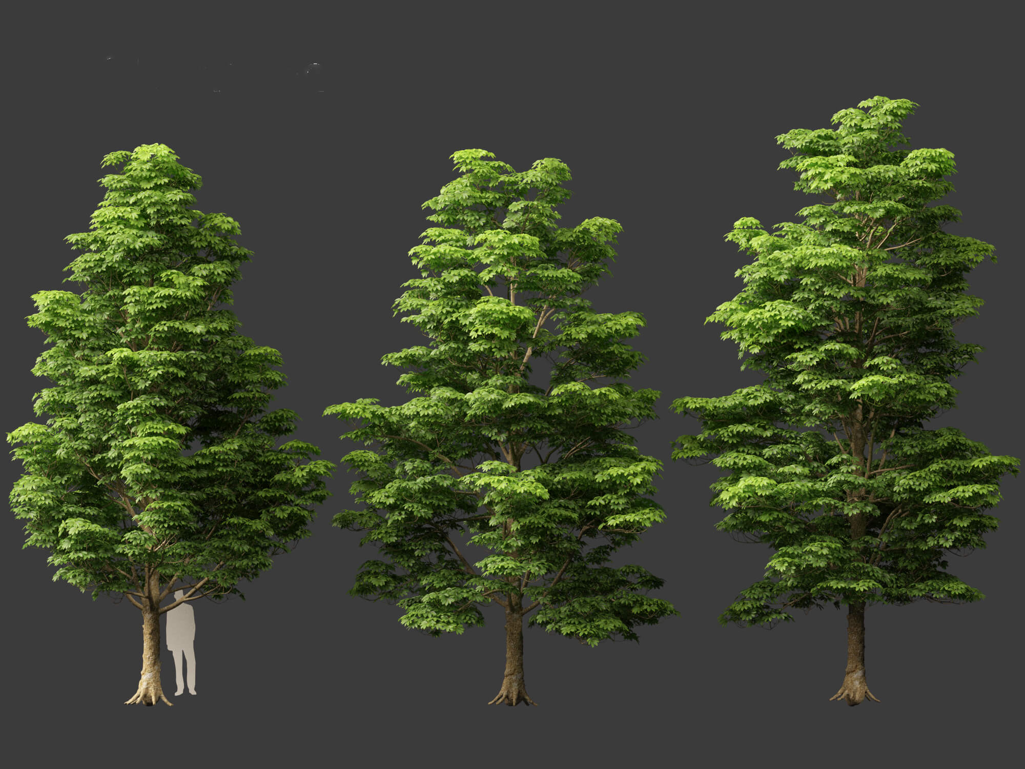 Dyera Costulata - Jelutong 3D Model by 3dgardenplants