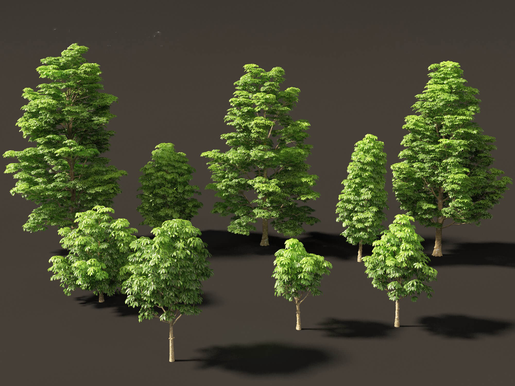 Dyera Costulata - Jelutong 3D Model by 3dgardenplants