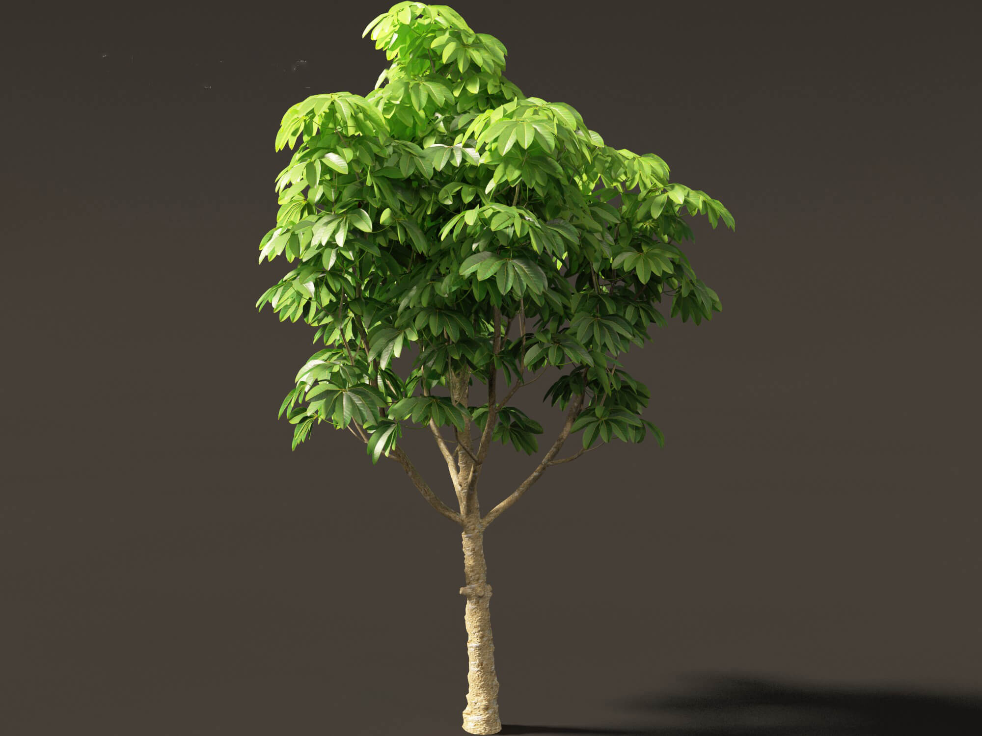Dyera Costulata - Jelutong 3D Model by 3dgardenplants