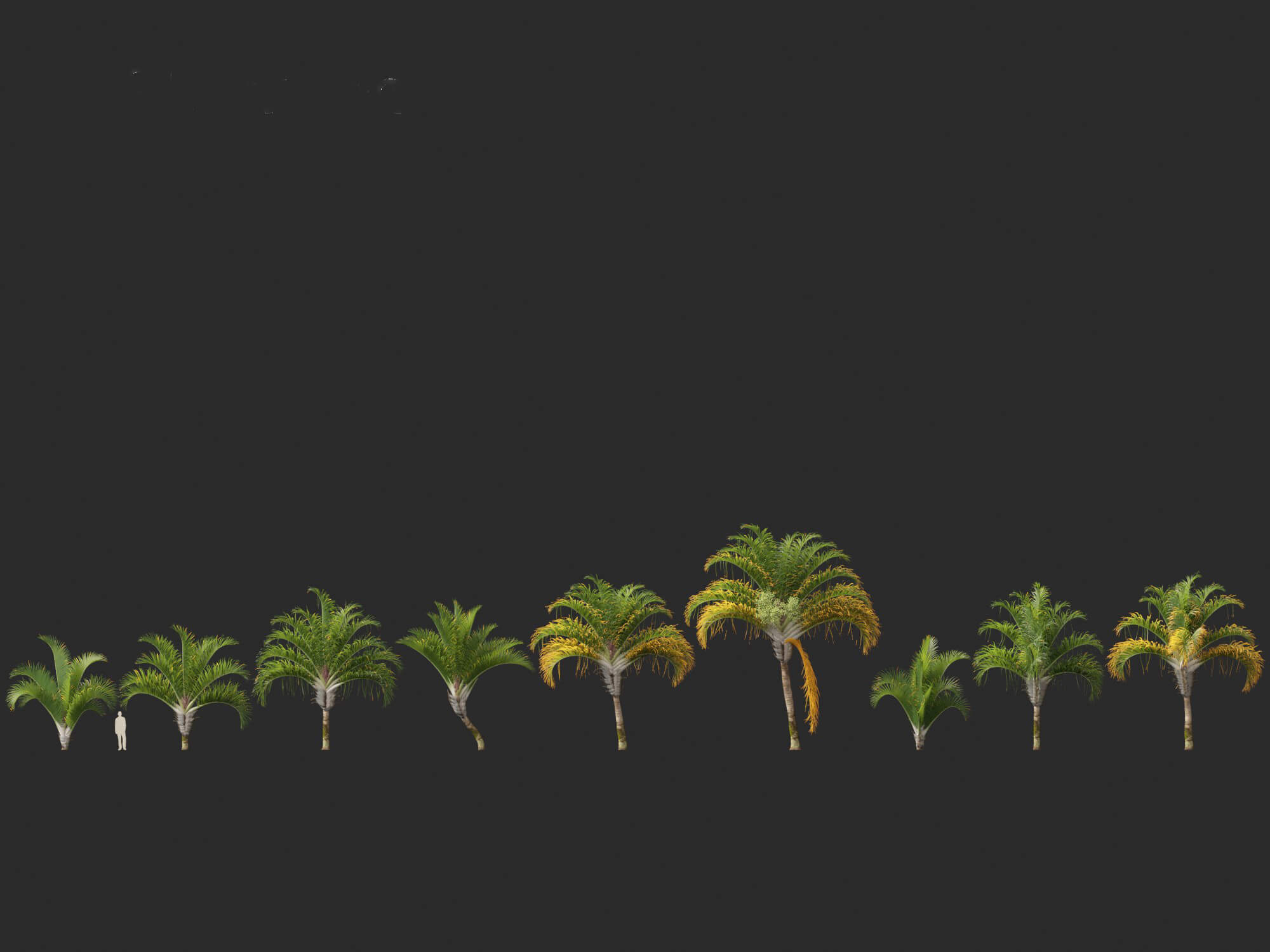 Dypsis Decaryi - The Triangle Palm 3D Model by 3dgardenplants