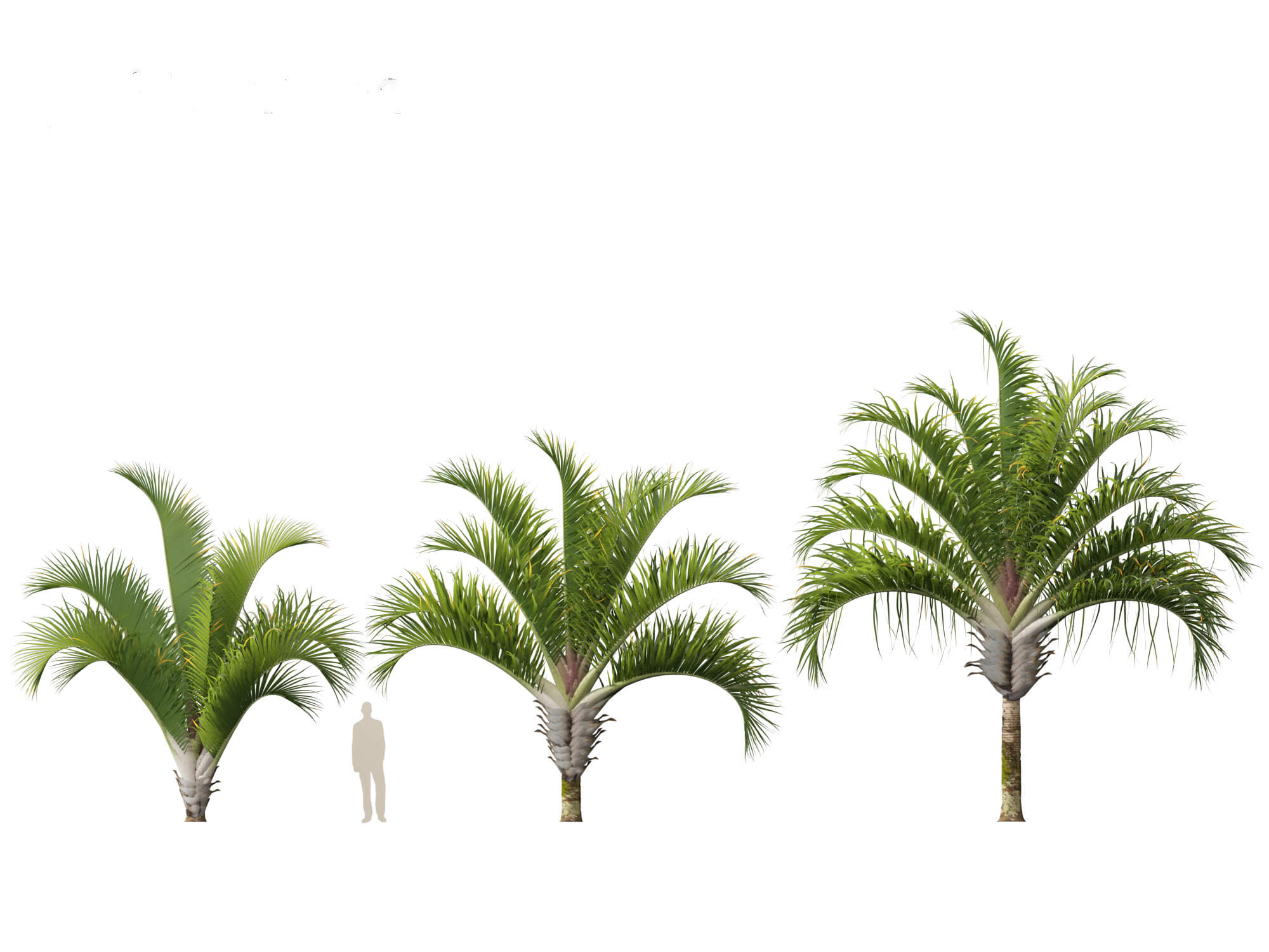 Dypsis Decaryi - The Triangle Palm 3D Model by 3dgardenplants