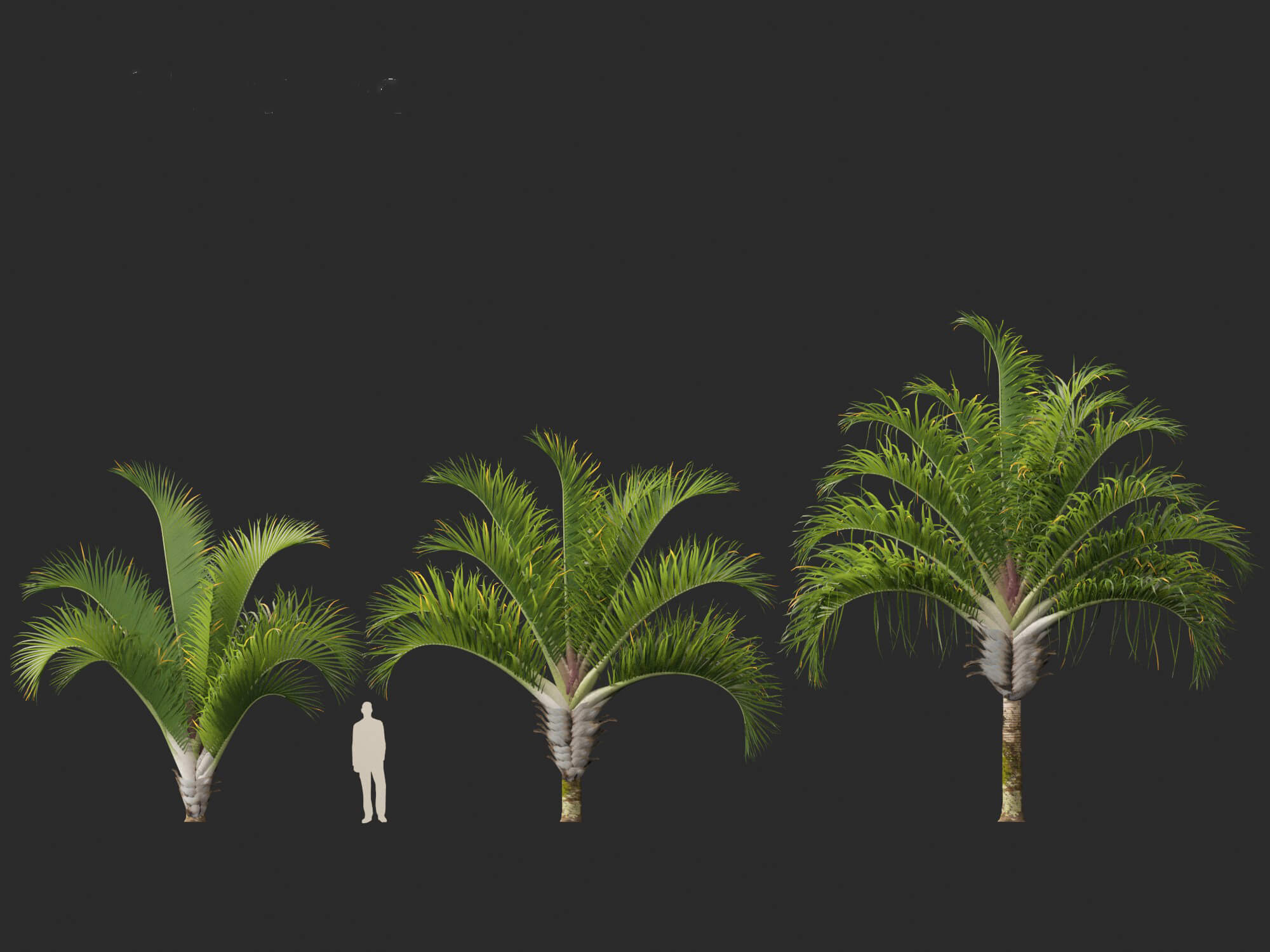 Dypsis Decaryi - The Triangle Palm 3D Model by 3dgardenplants