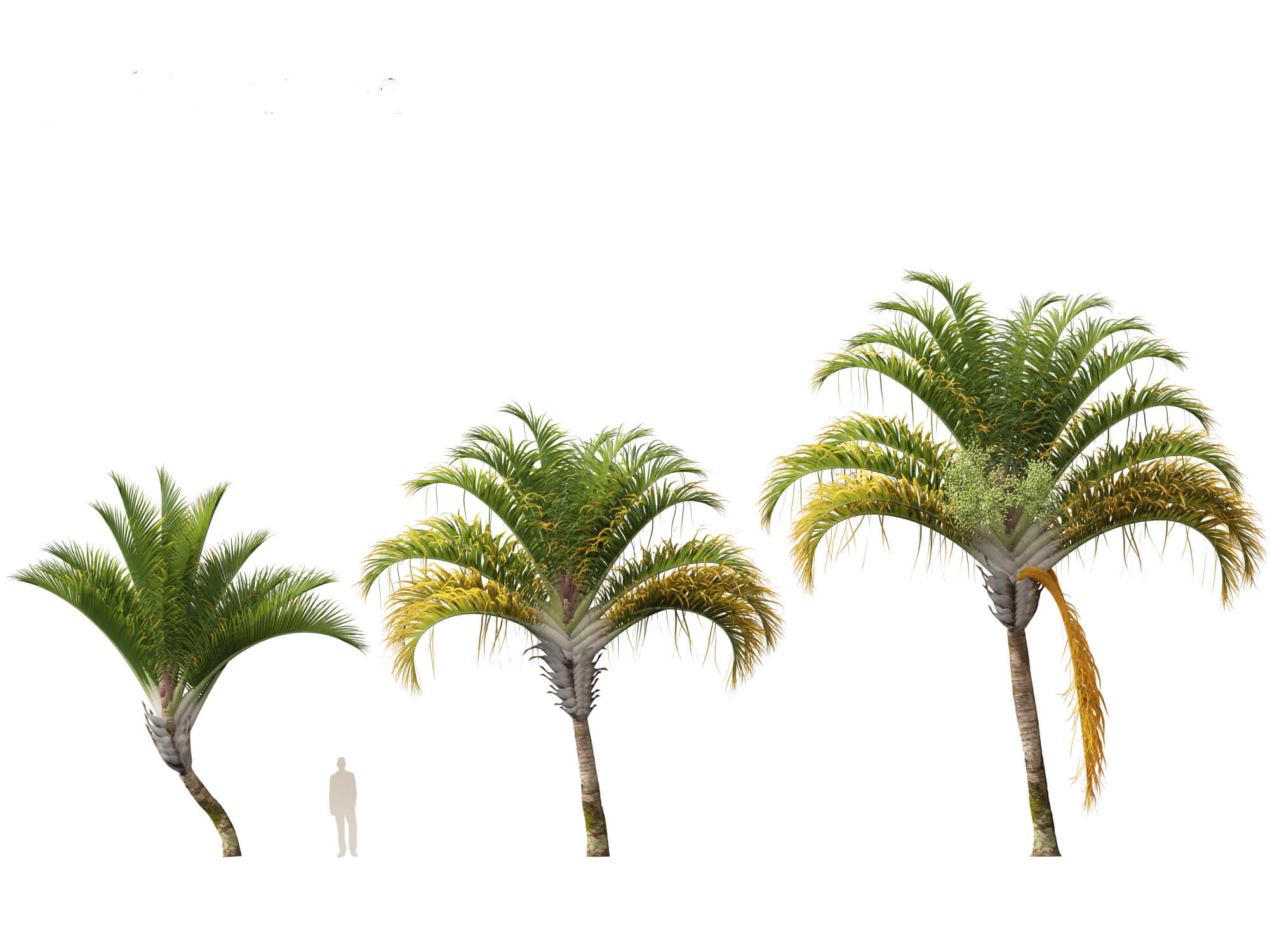 Dypsis Decaryi - The Triangle Palm 3D Model by 3dgardenplants