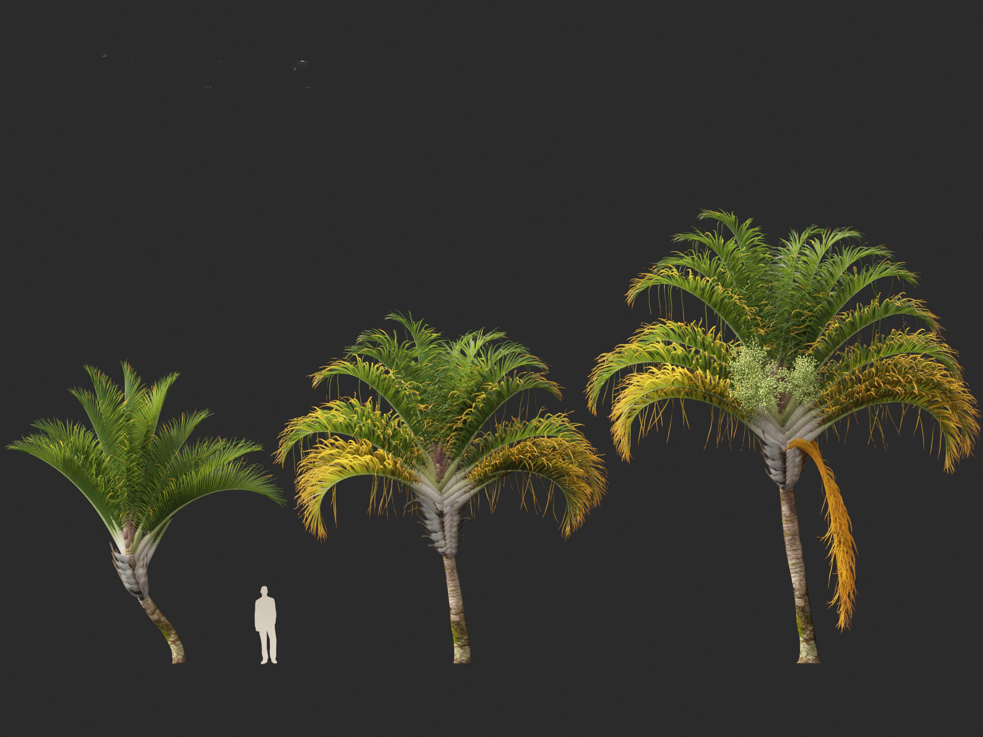Dypsis Decaryi - The Triangle Palm 3D Model by 3dgardenplants