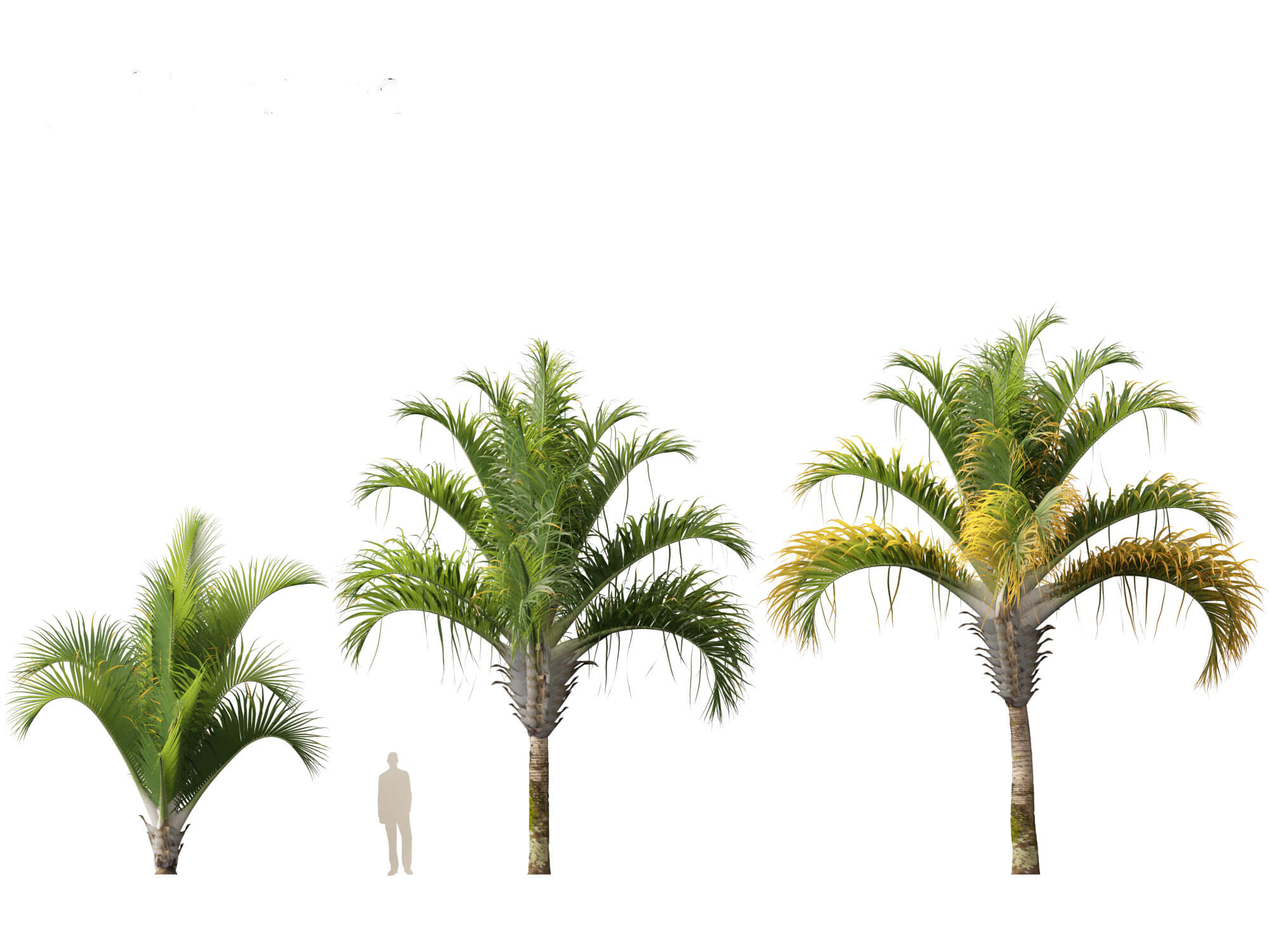 Dypsis Decaryi - The Triangle Palm 3D Model by 3dgardenplants