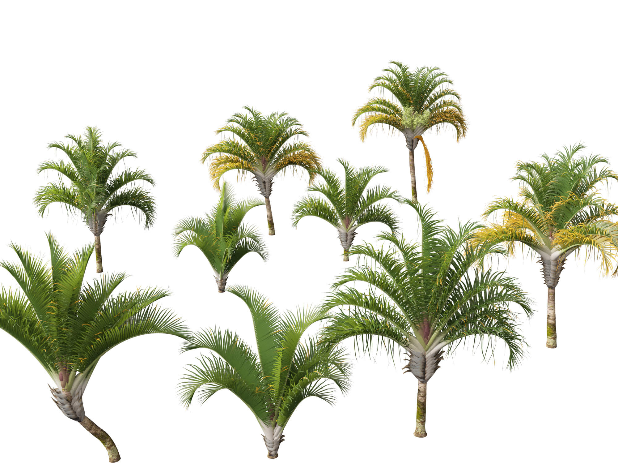 Dypsis Decaryi - The Triangle Palm 3D Model by 3dgardenplants
