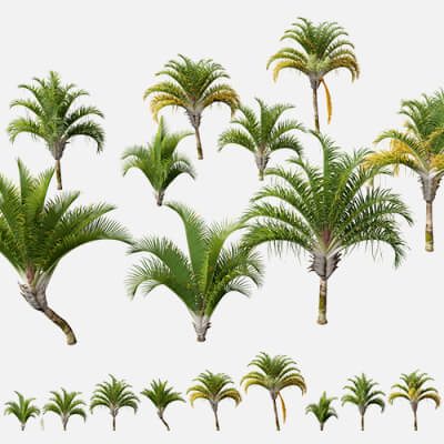 Dypsis Decaryi - The Triangle Palm 3D Model by 3dgardenplants