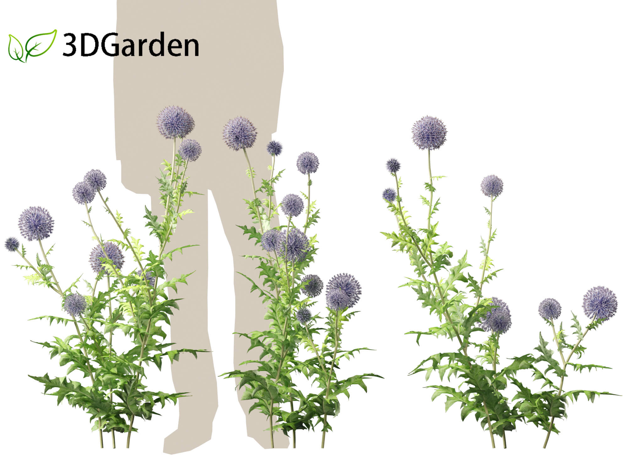 Echinops Banaticus - Blue Globe-Thistle 3D Model by 3dgardenplants