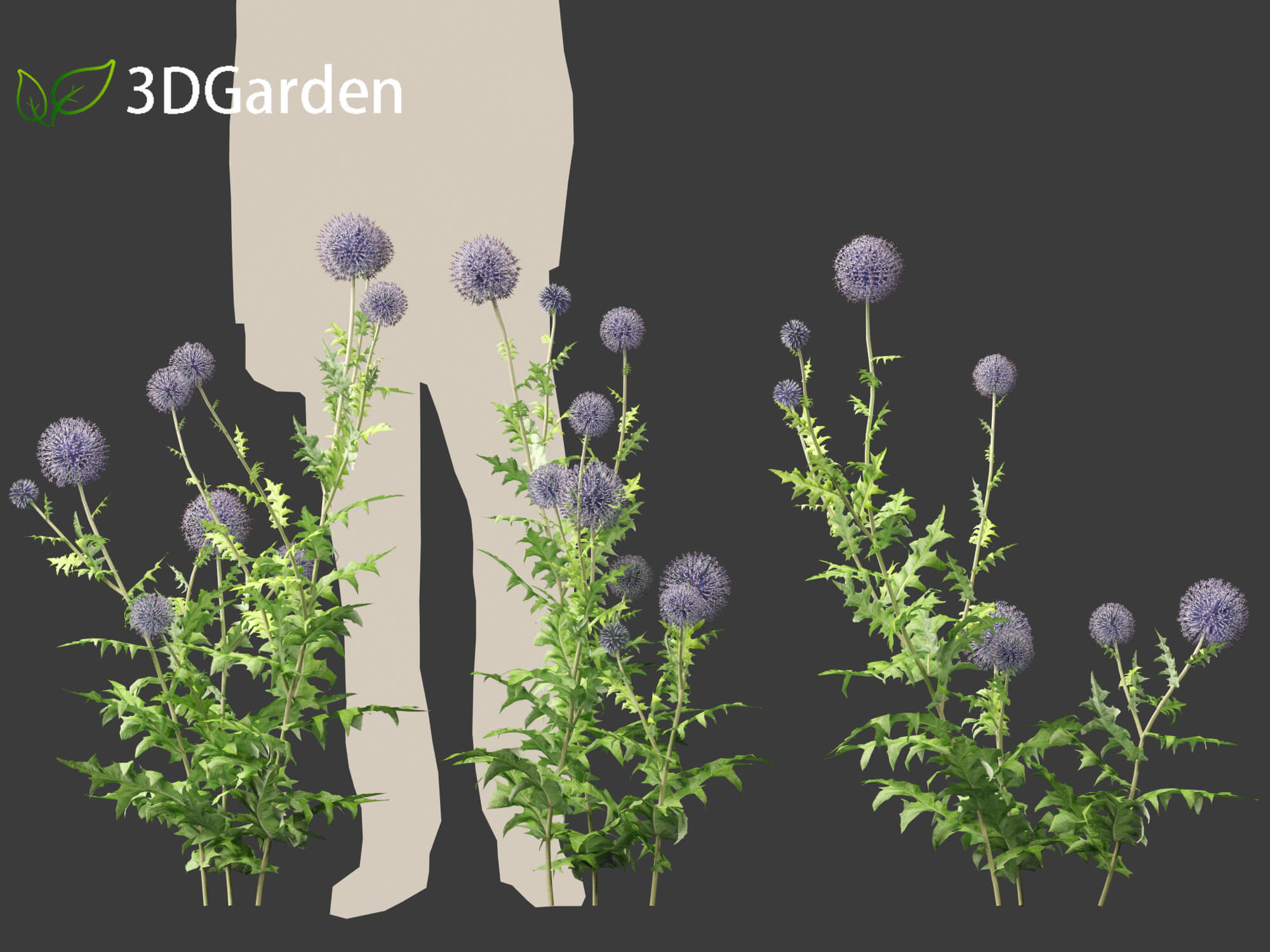 Echinops Banaticus - Blue Globe-Thistle 3D Model by 3dgardenplants