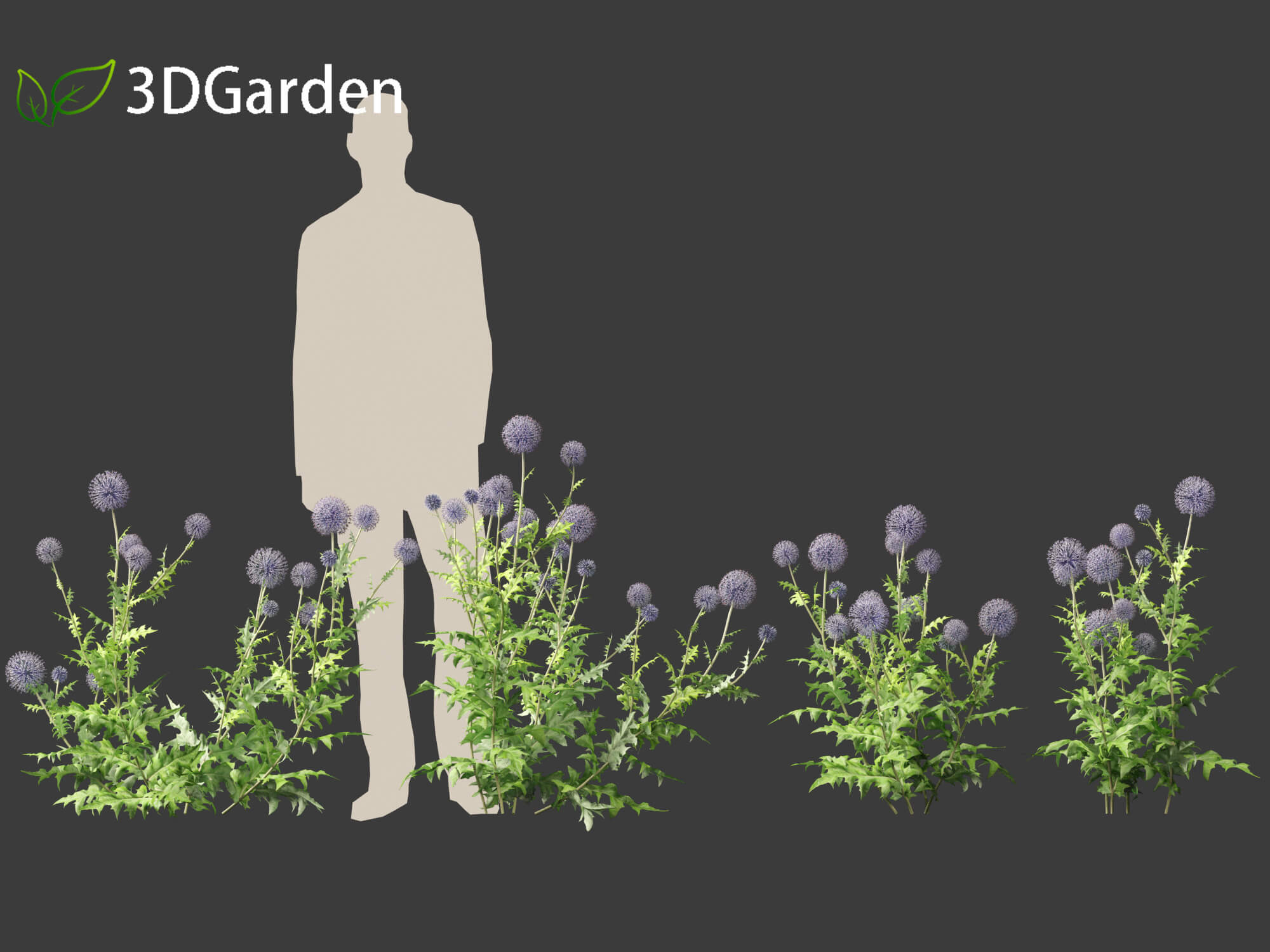 Echinops Banaticus - Blue Globe-Thistle 3D Model by 3dgardenplants