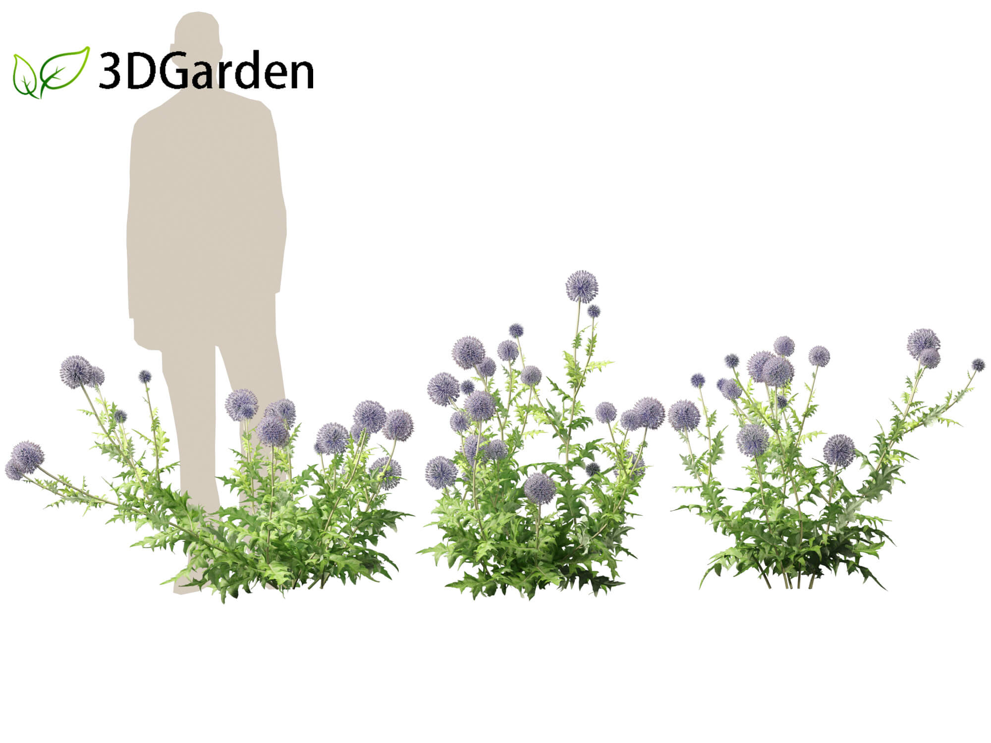 Echinops Banaticus - Blue Globe-Thistle 3D Model by 3dgardenplants