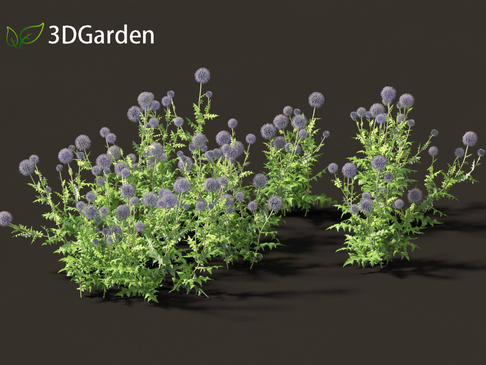 Echinops Banaticus - Blue Globe-Thistle 3D Model by 3dgardenplants