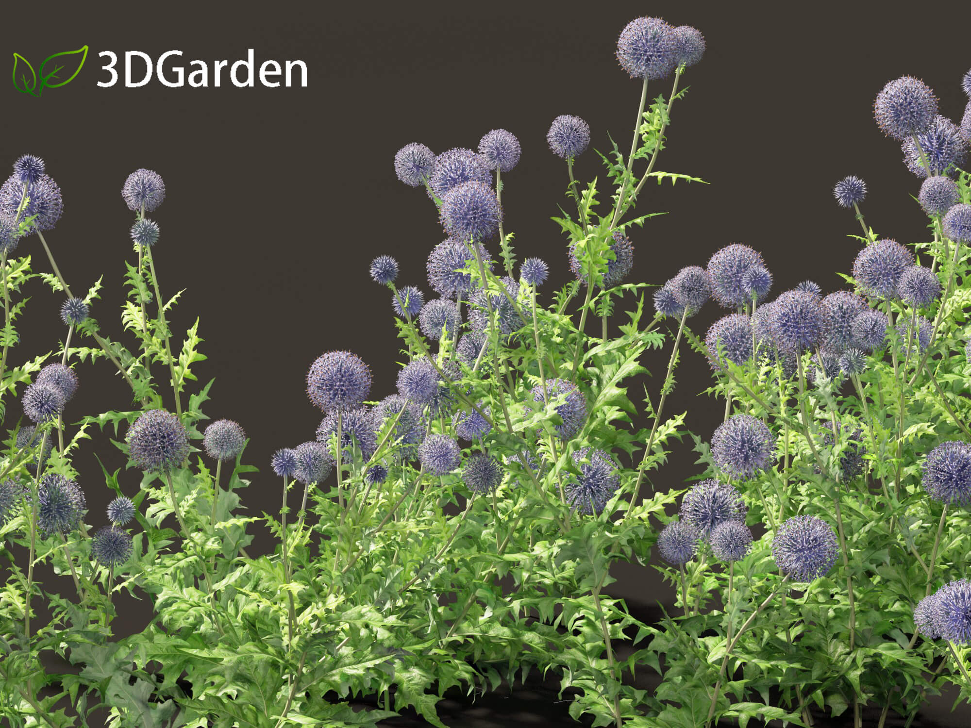 Echinops Banaticus - Blue Globe-Thistle 3D Model by 3dgardenplants