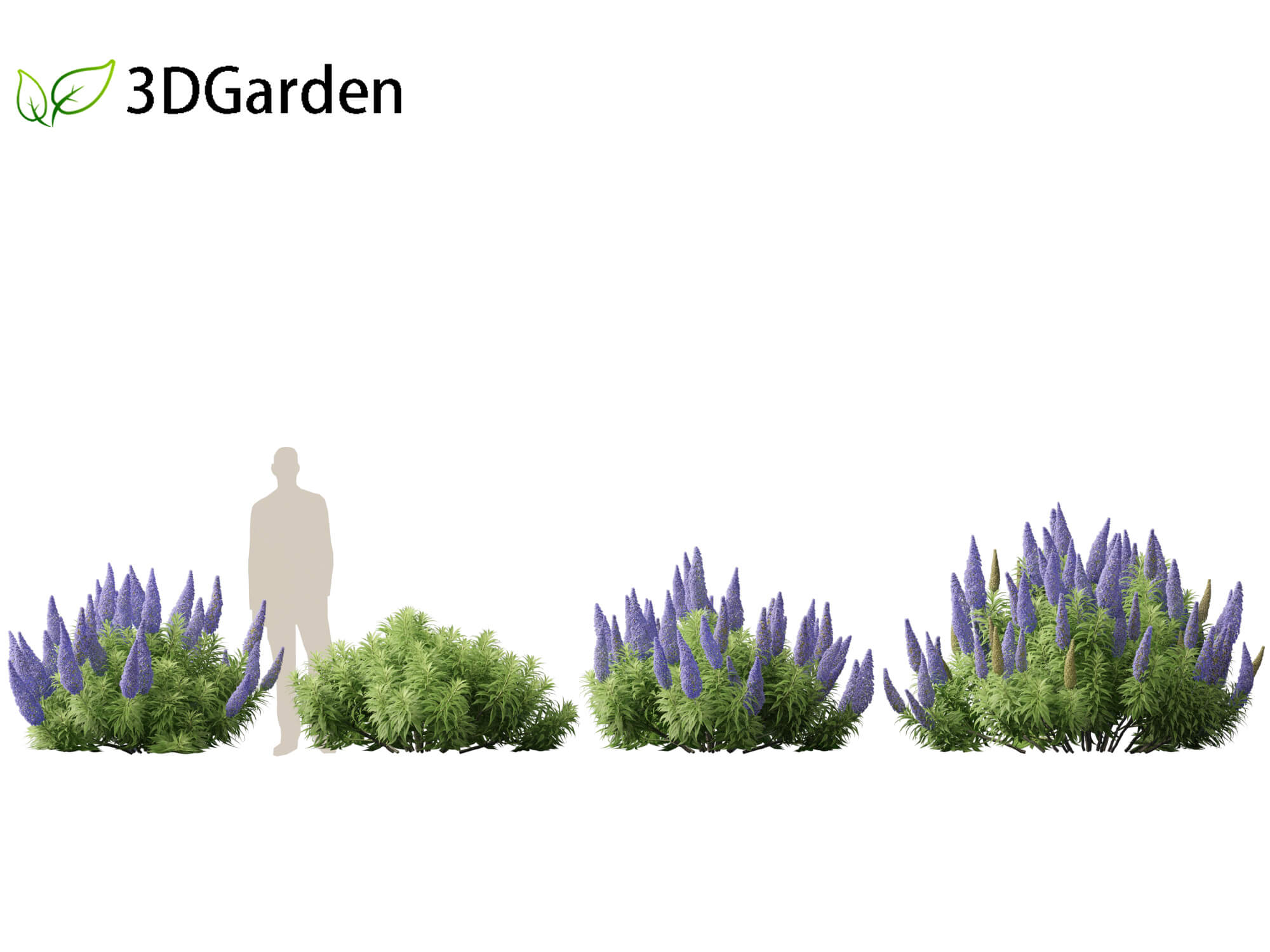 Echium Candicans - Pride of Madeira 3D Model by 3dgardenplants