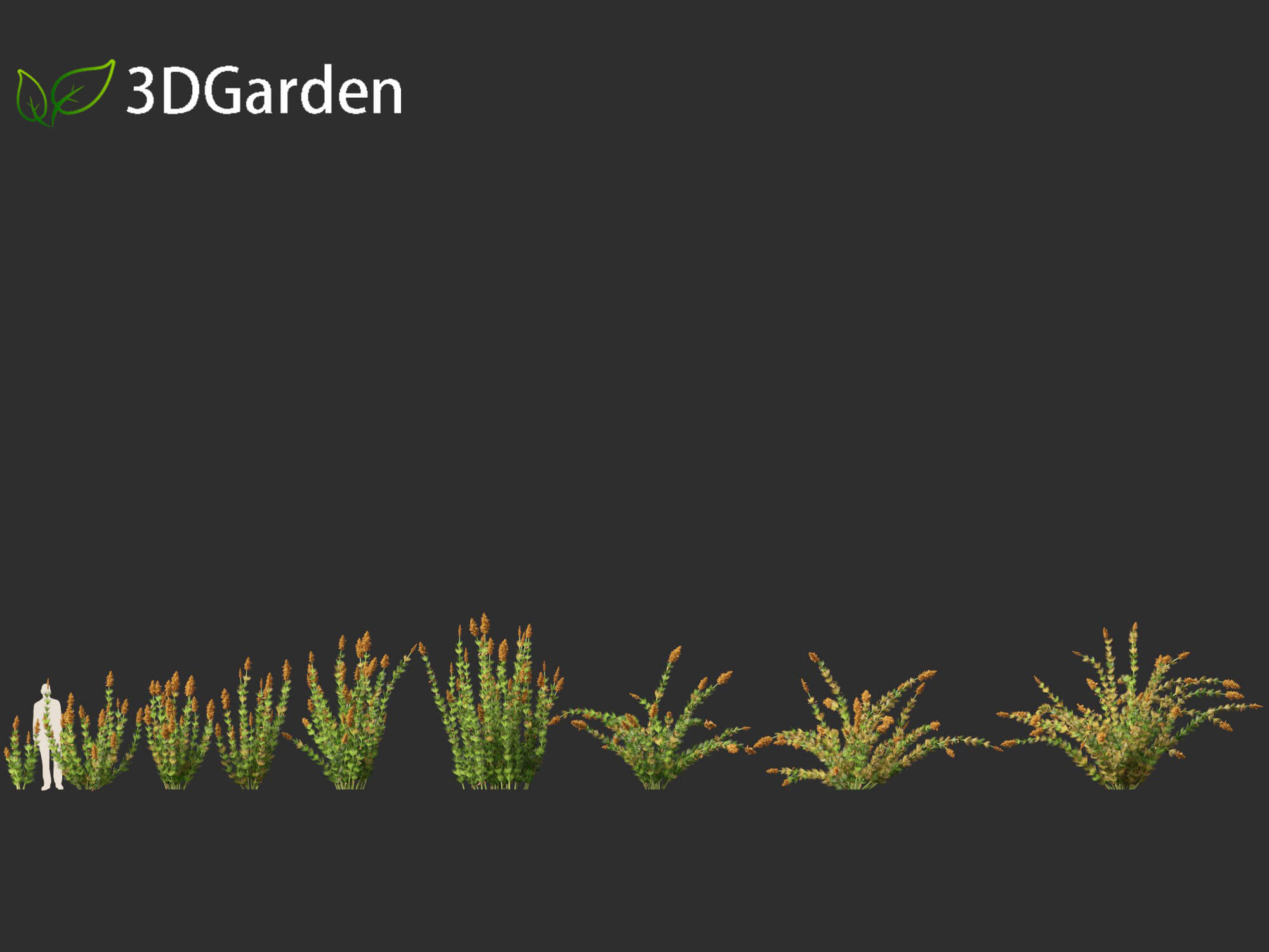 Elegia Capensis - Horsetail Restio 3D Model by 3dgardenplants