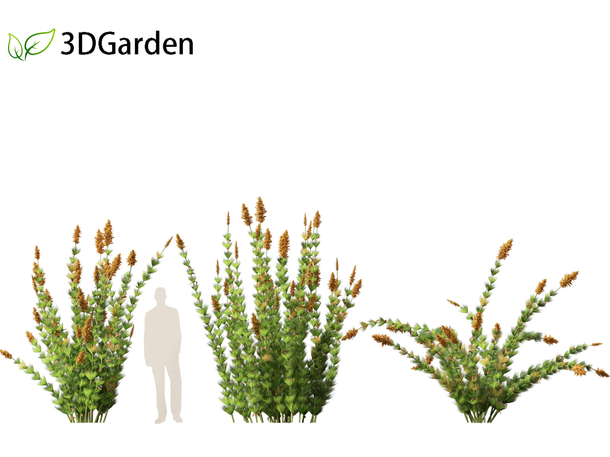 Elegia Capensis - Horsetail Restio 3D Model by 3dgardenplants