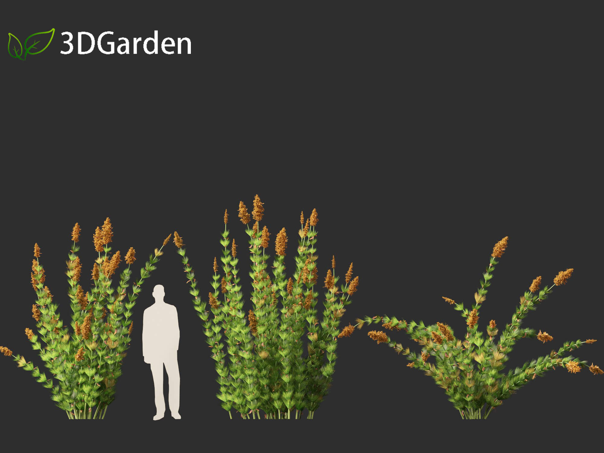 Elegia Capensis - Horsetail Restio 3D Model by 3dgardenplants