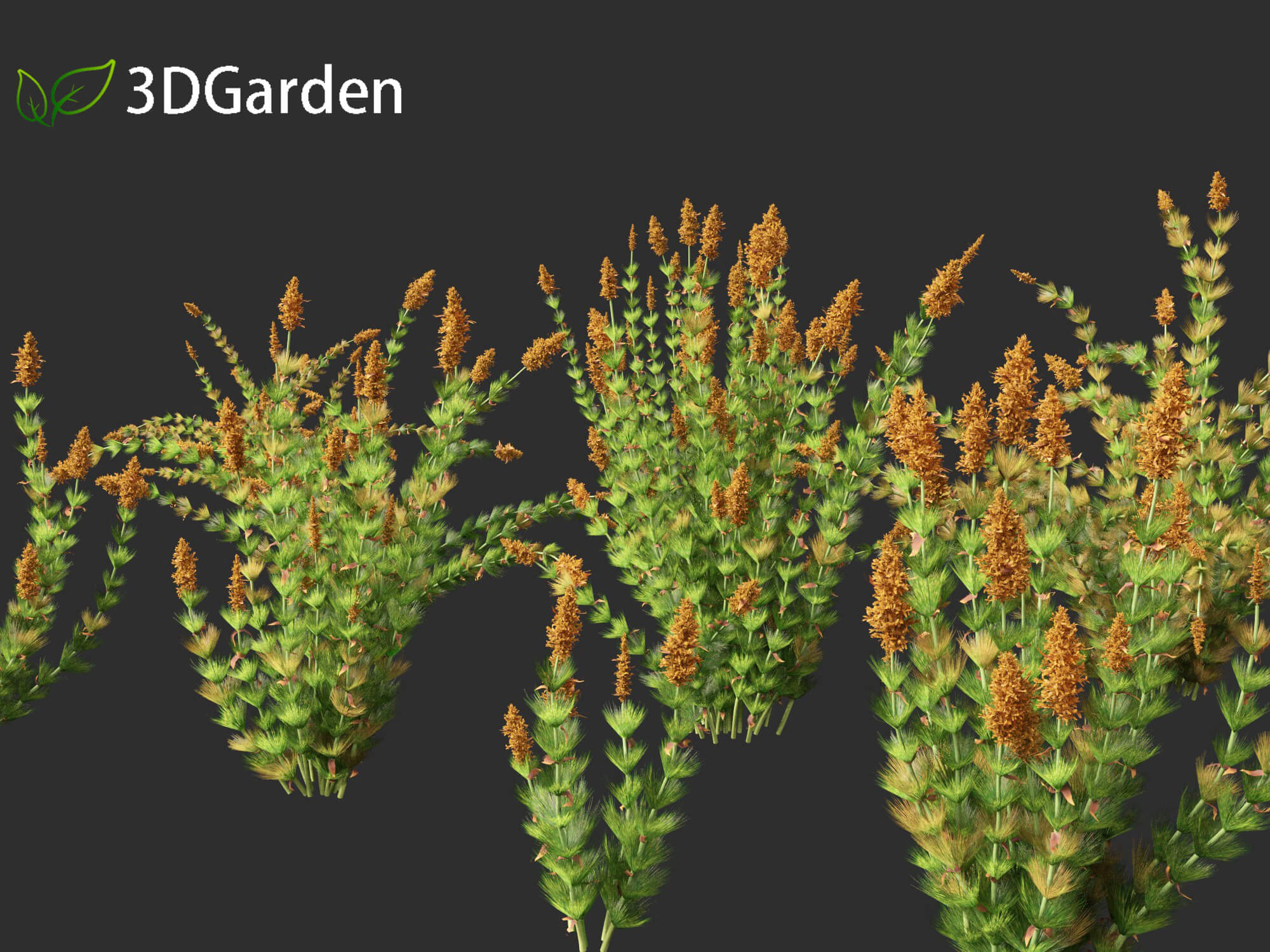 Elegia Capensis - Horsetail Restio 3D Model by 3dgardenplants