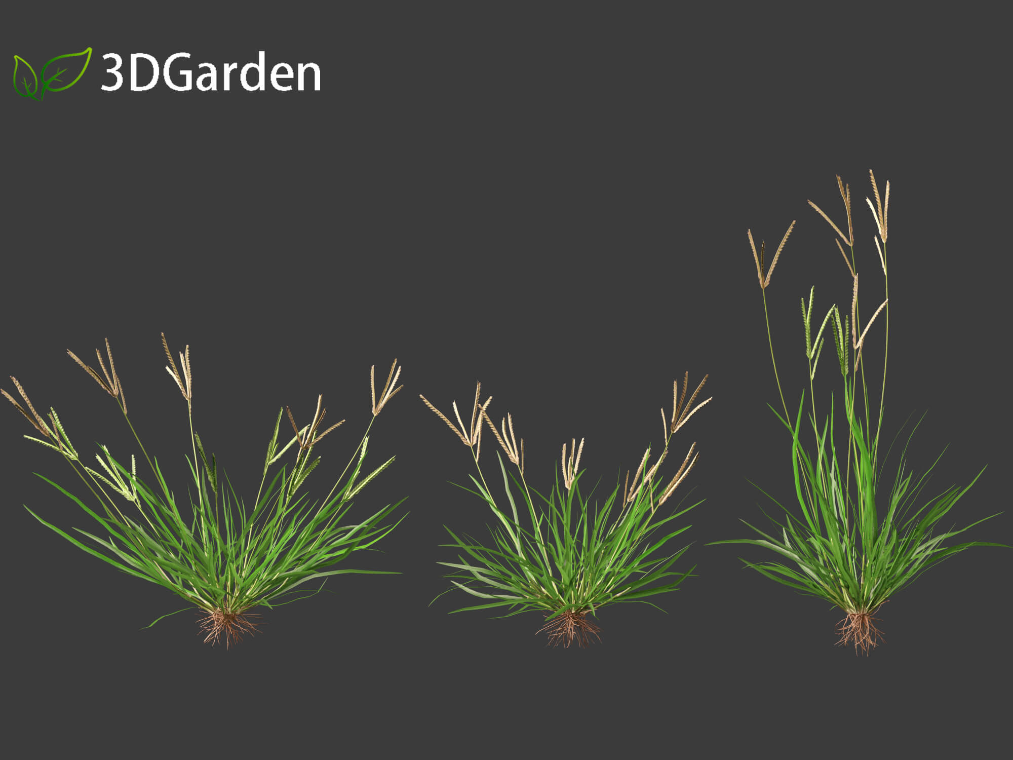 Eleusine Indica - Indian Goosegrass 3D Model by 3dgardenplants