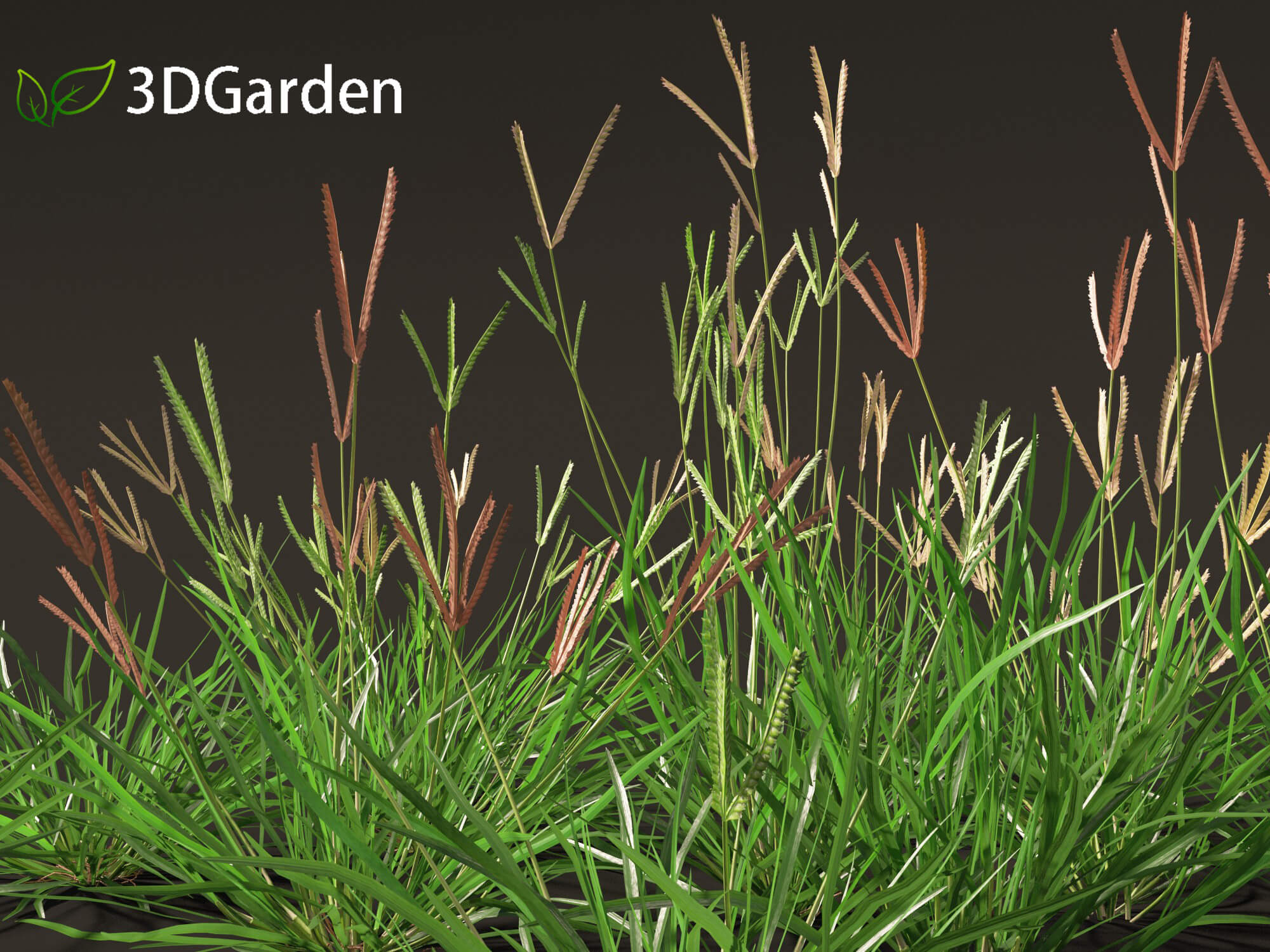 Eleusine Indica - Indian Goosegrass 3D Model by 3dgardenplants