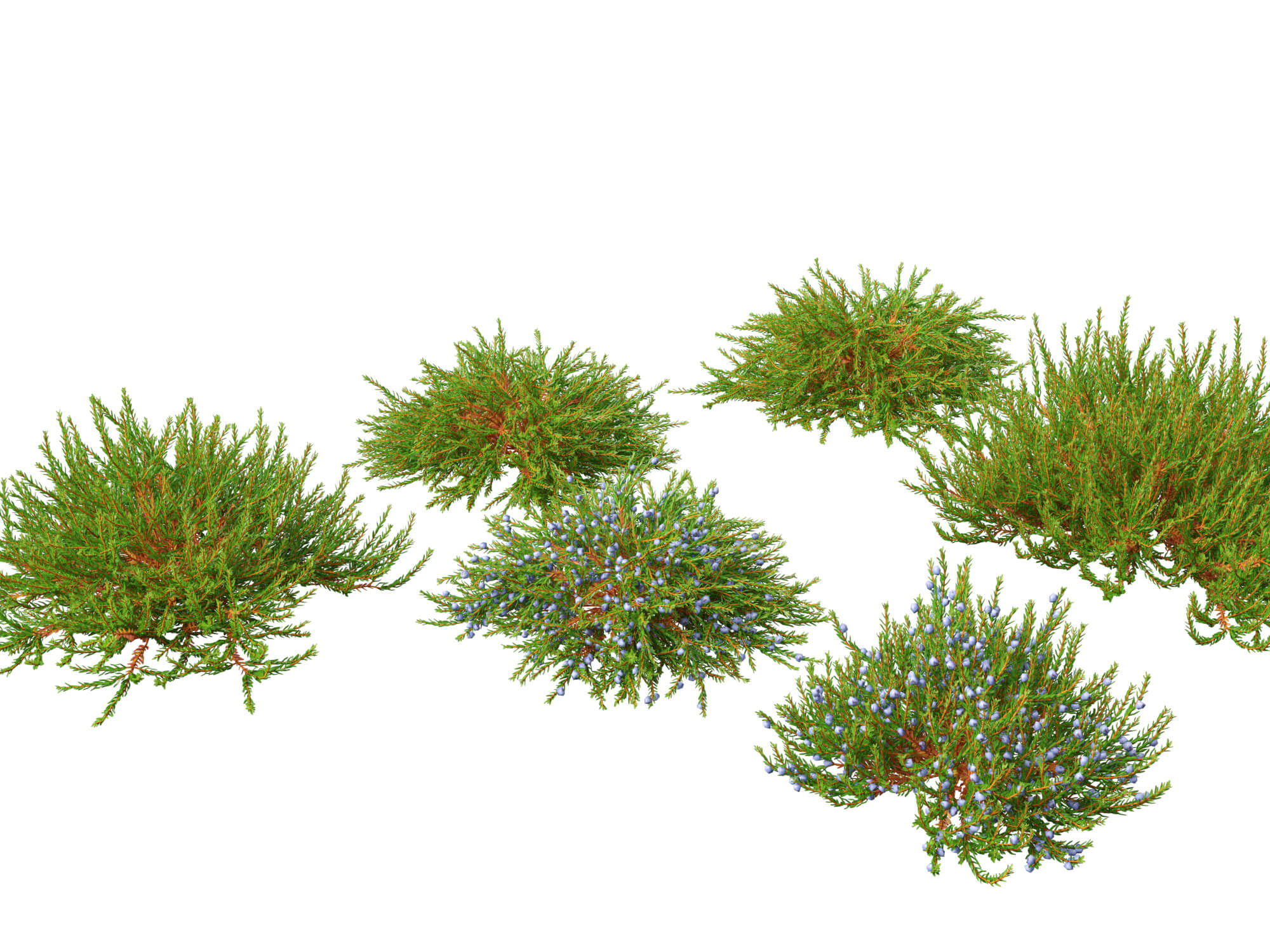 Empetrum Nigrum – Black Crowberry - 3D Model by 3dgardenplants