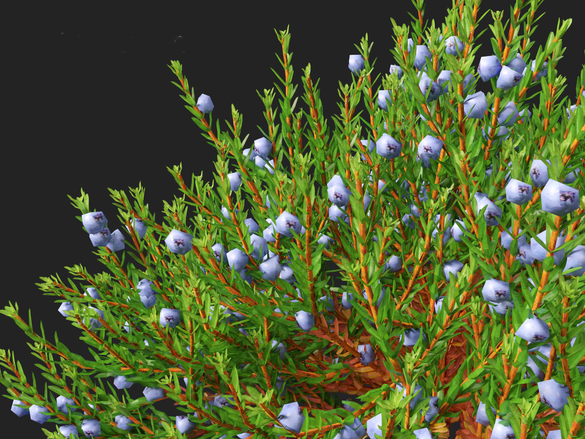 Empetrum Nigrum - Black Crowberry 3D Model by 3dgardenplants