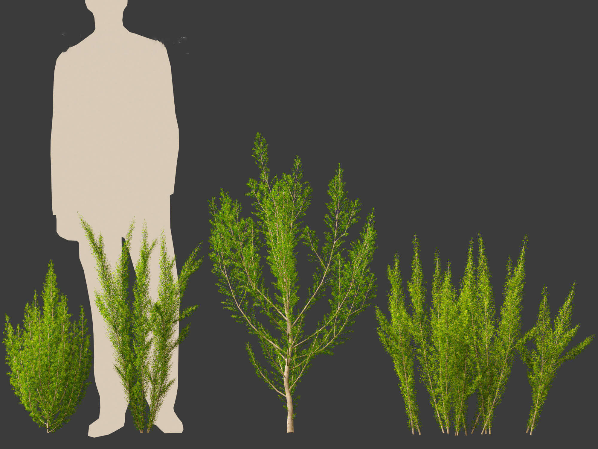 Erica Arborea - Tree Heath 3D Model by 3dgardenplants