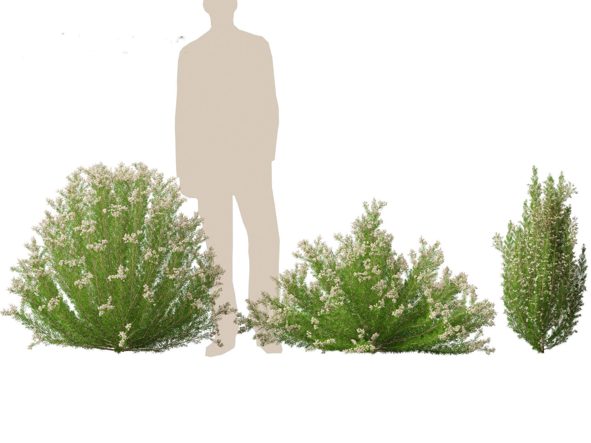Erica Arborea - Tree Heath 3D Model by 3dgardenplants