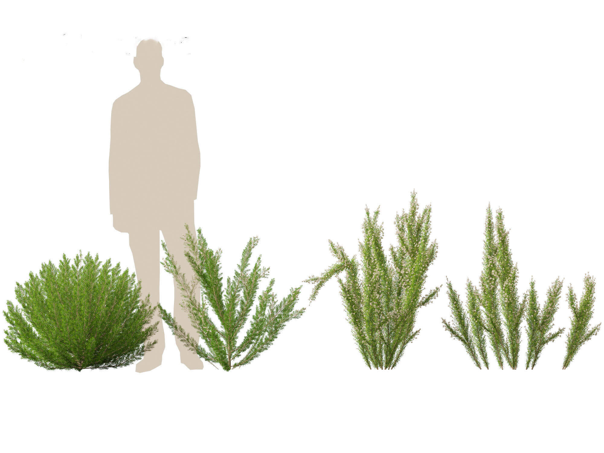 Erica Arborea - Tree Heath 3D Model by 3dgardenplants