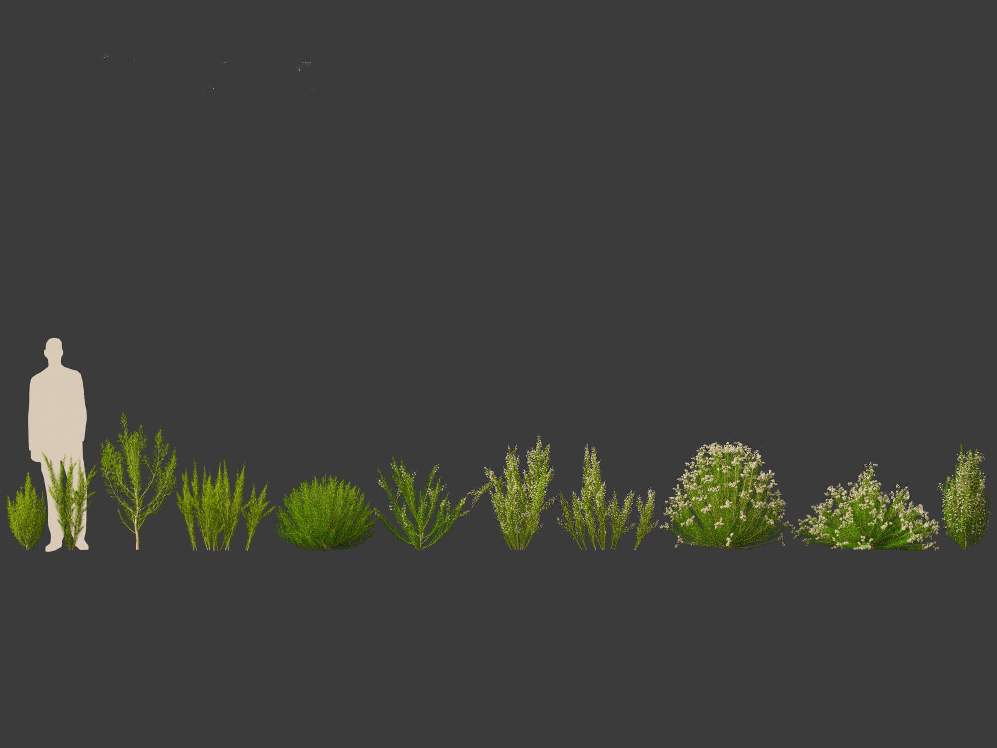 Erica Arborea - Tree Heath 3D Model by 3dgardenplants